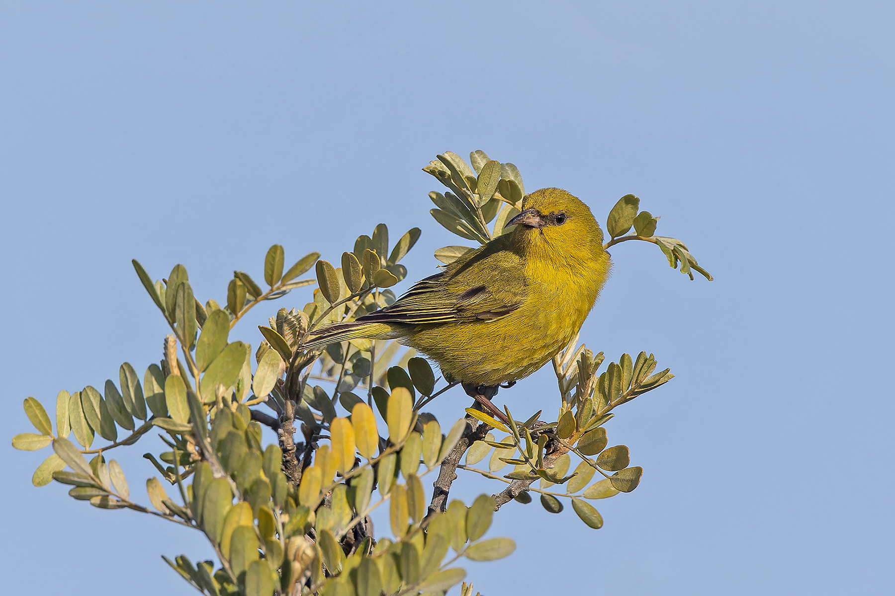Hawaii Birding Tours - Birdwatching - Birds of Hawaii - Birdquest