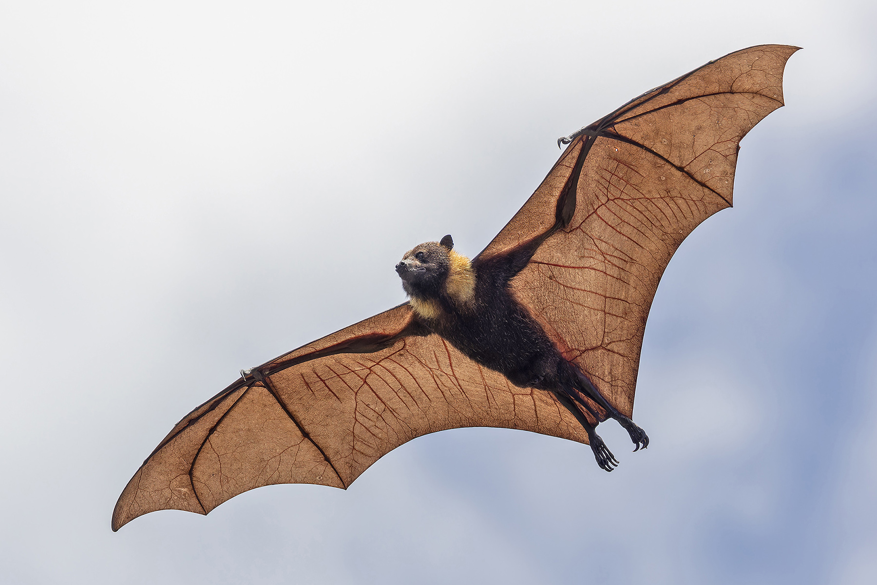 Micronesia Birding Tours - Micronesia Birdwatching - Birdquest