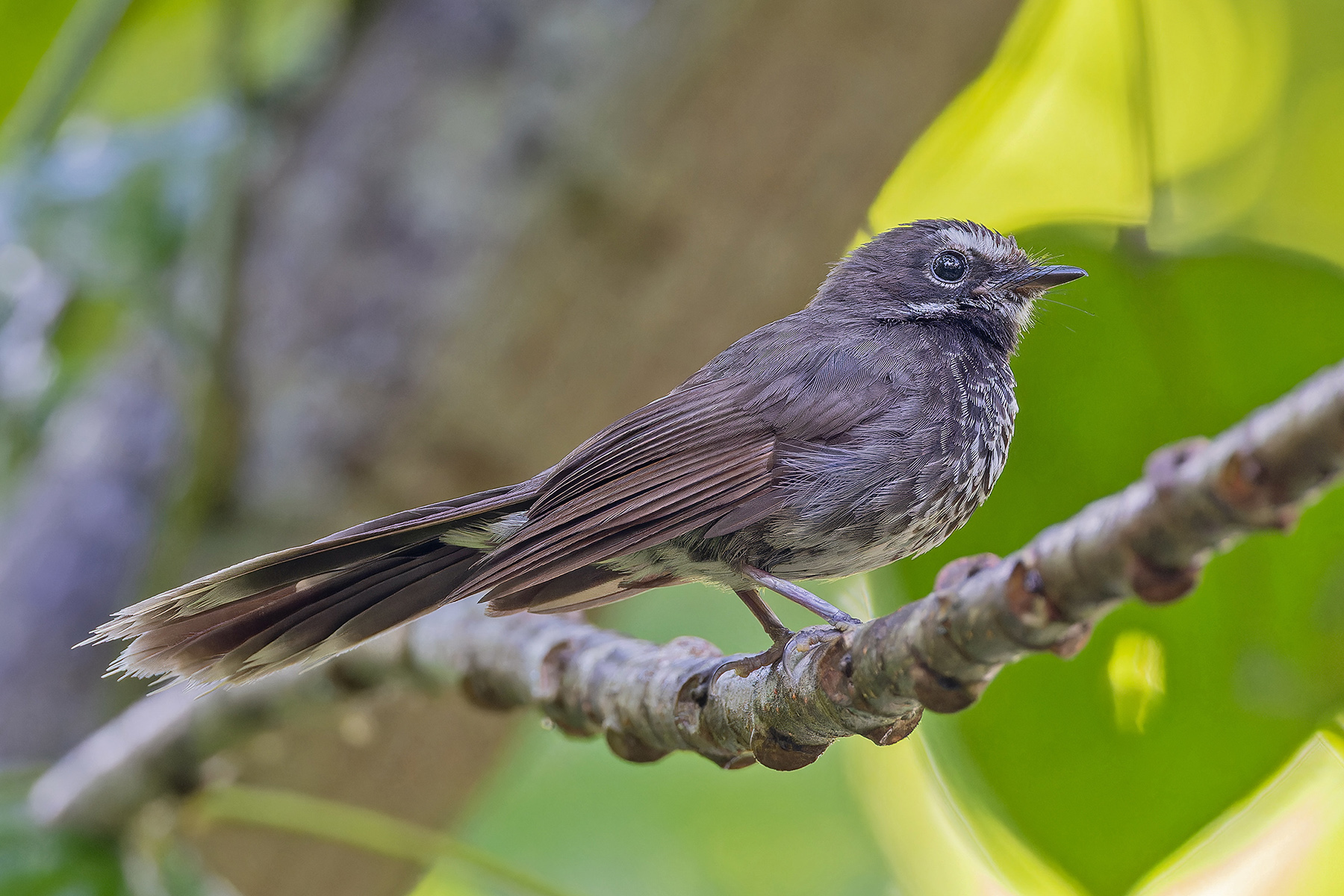 Micronesia Birding Tours - Micronesia Birdwatching - Birdquest