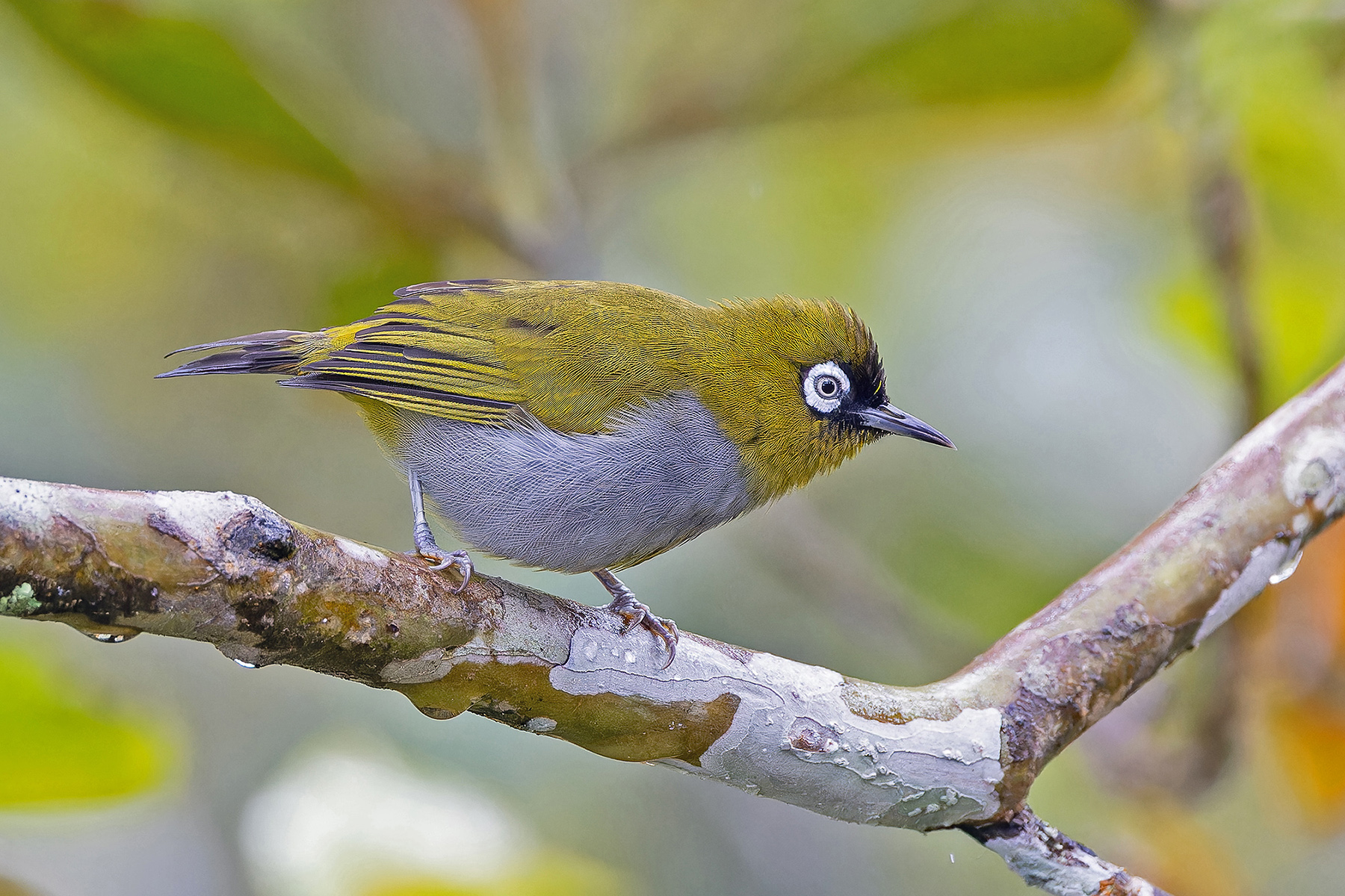 Borneo Birding Tours - Sabah - Malaysia - Birdquest