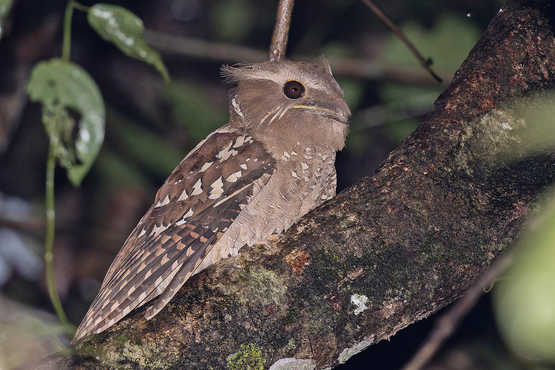 Borneo Birding Tours - Sabah - Malaysia - Birdquest