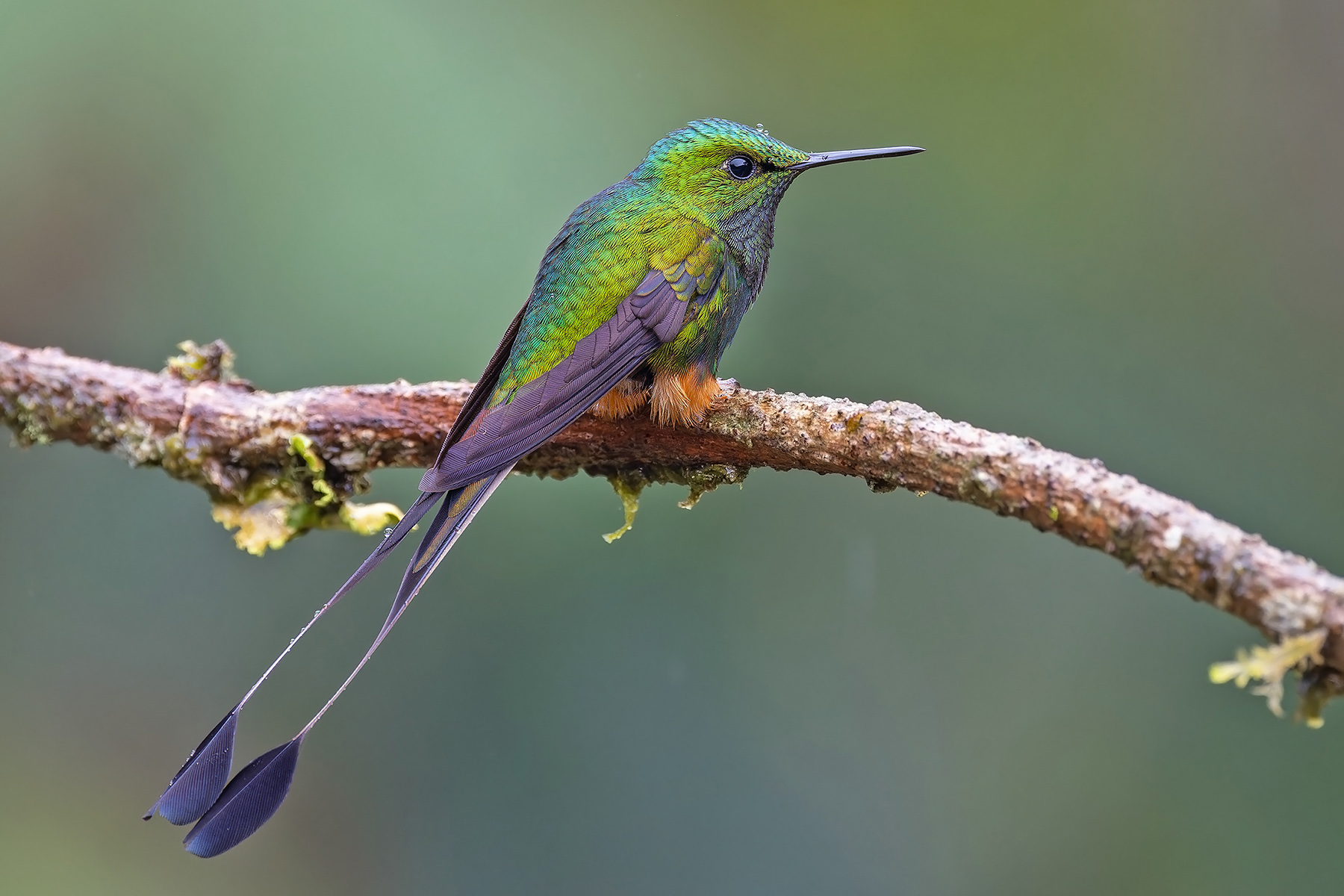 Ecuador Birding Tours - Ecuador Birdwatching Tours - Birdquest
