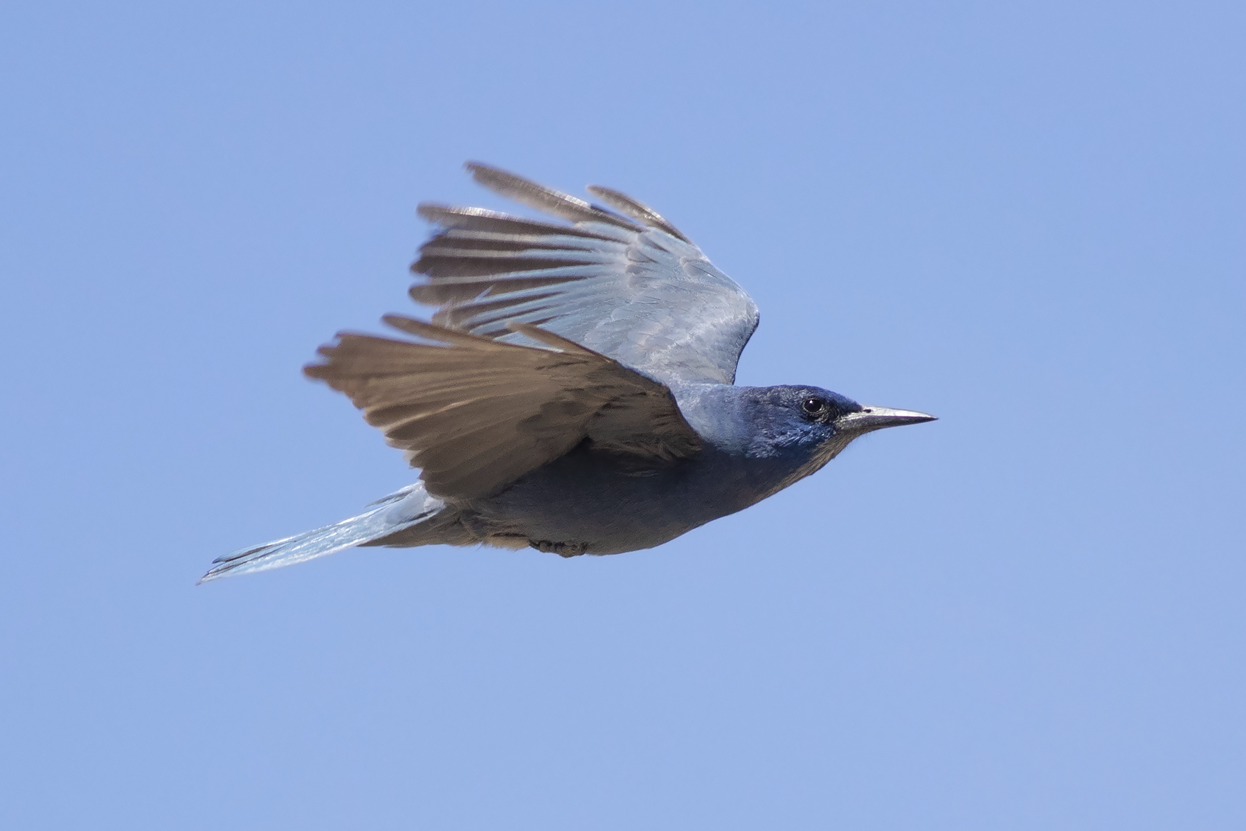 California Birding Tours - Arizona Birding Tours - Birdquest