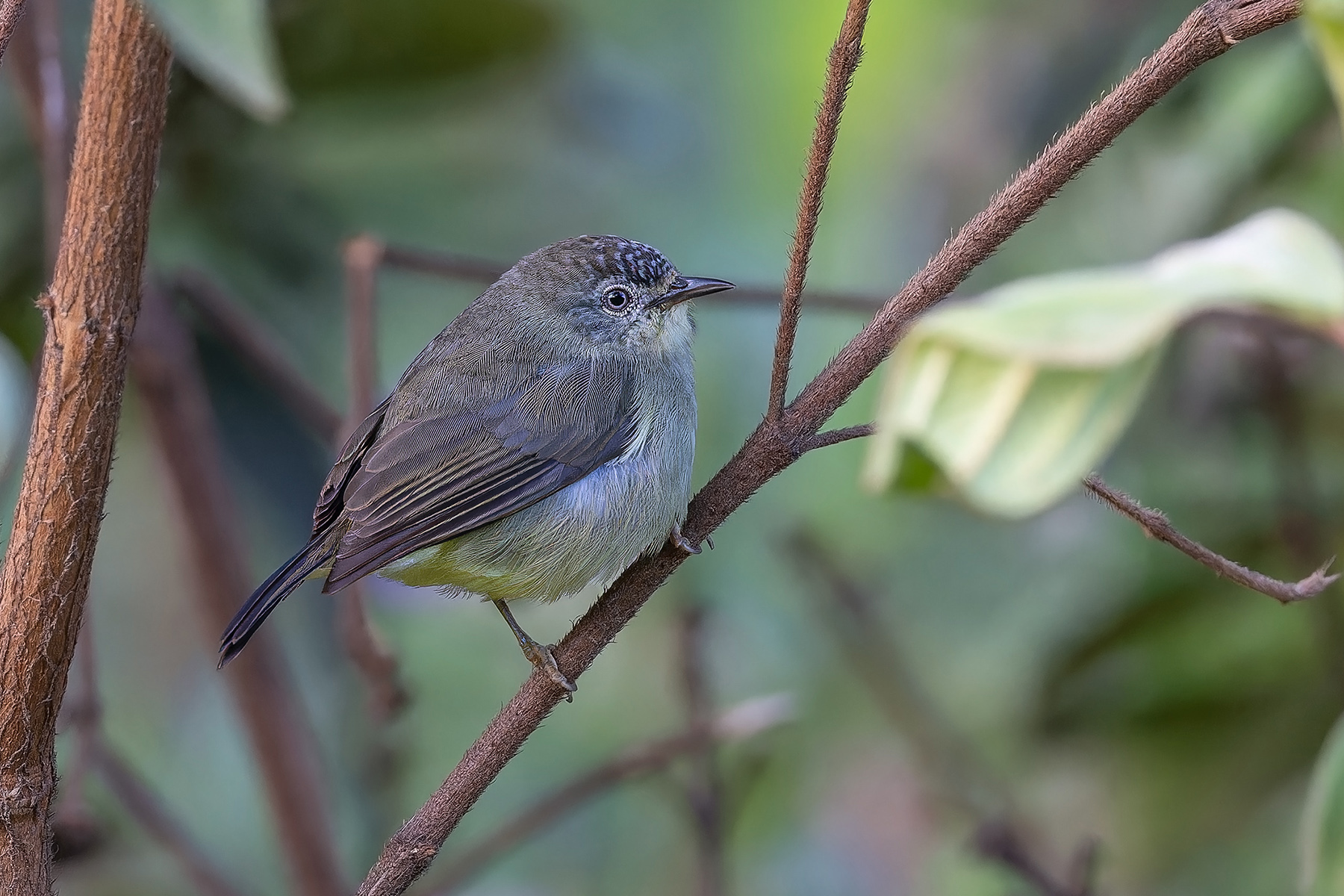 Borneo Birding Tours - Sarawak - Sabah - Malaysia - Birdquest