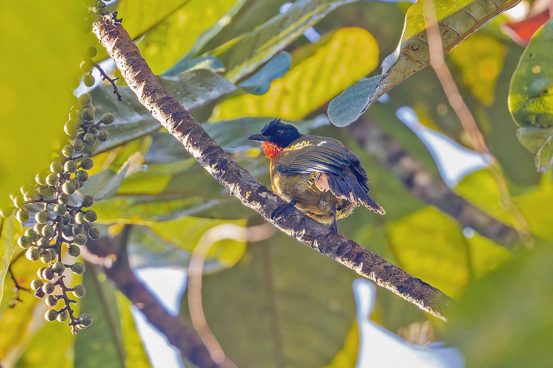Sumatra Birding Tours, Indonesia - Birdwatching - Birdquest