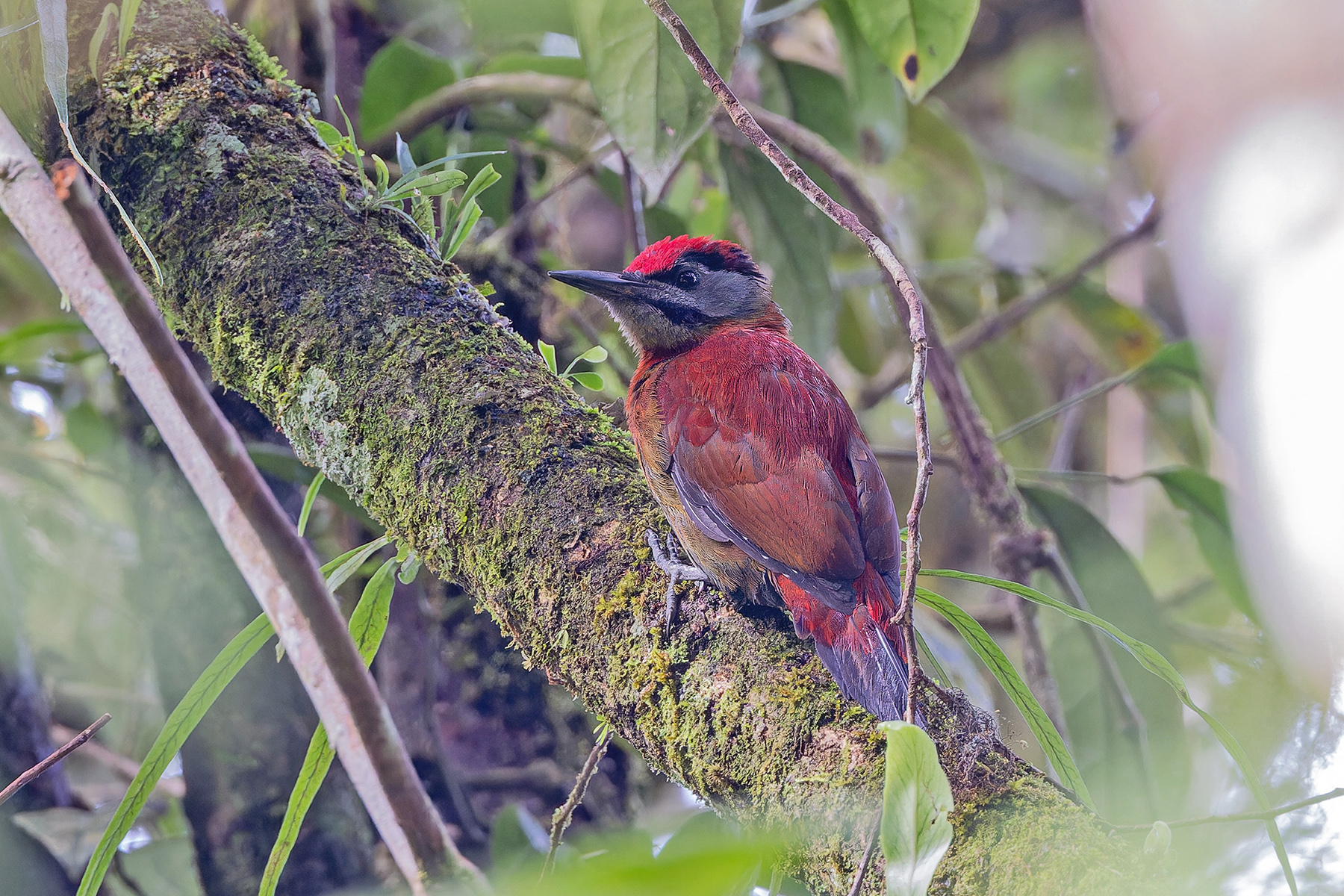 Sumatra Birding Tours, Indonesia - Birdwatching - Birdquest