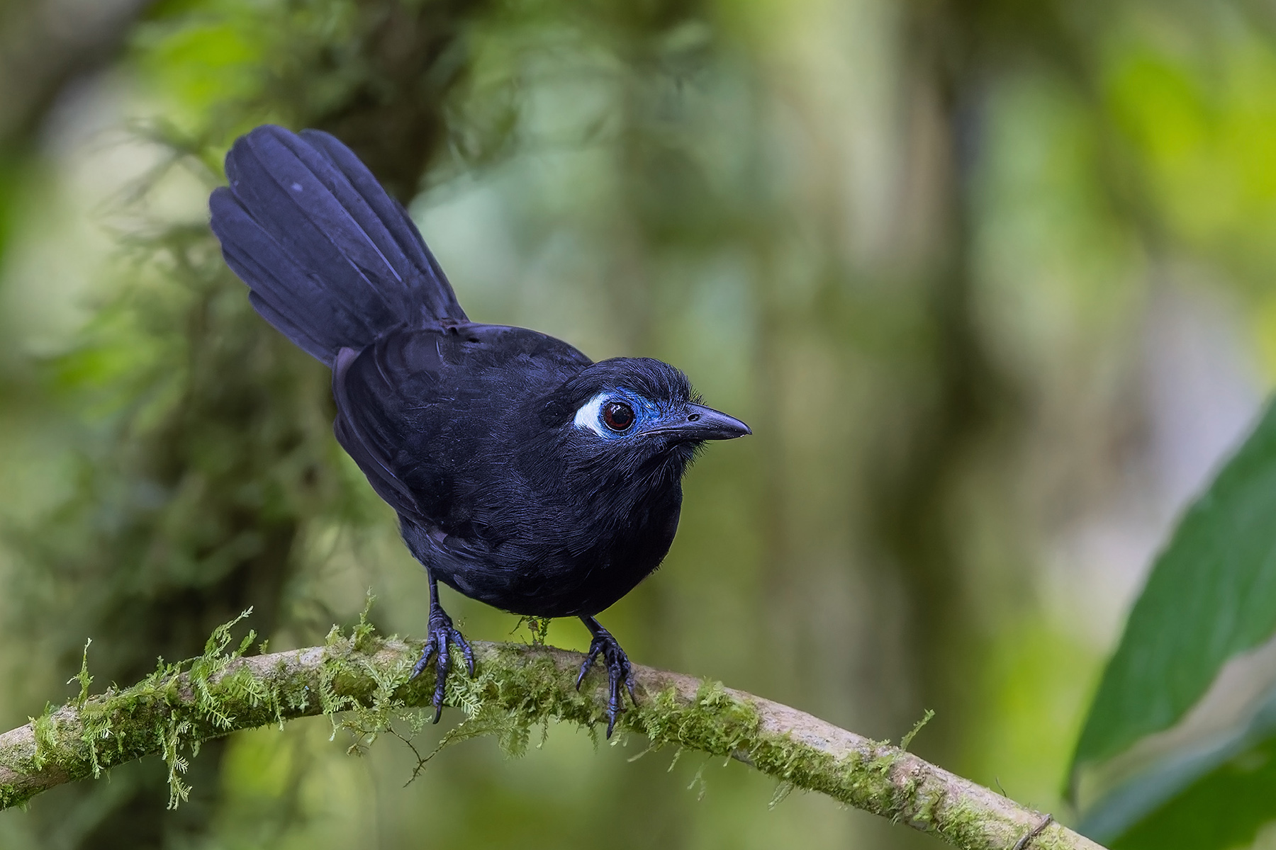 Ecuador Birding Tours - Ecuador Birdwatching Tours - Birdquest