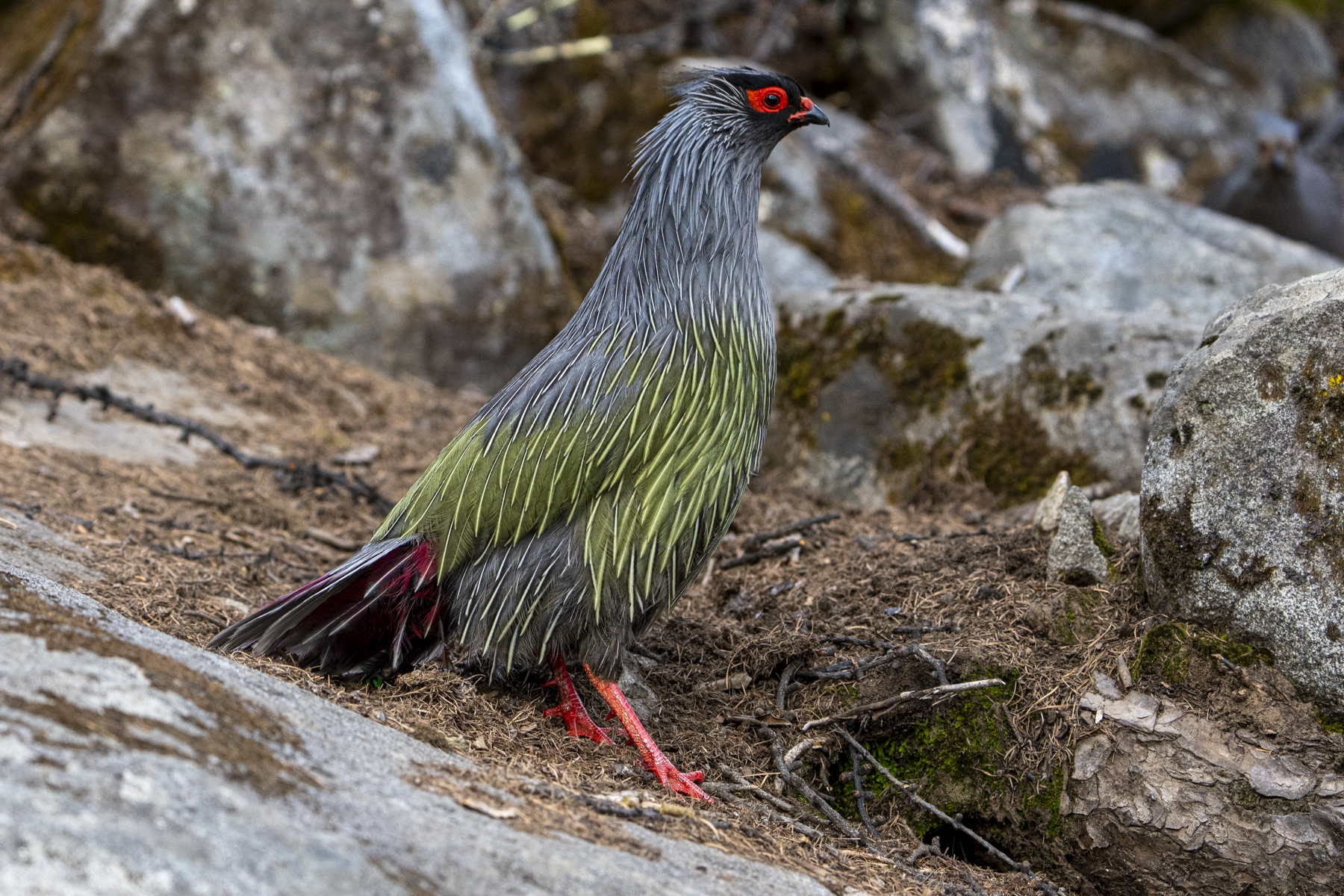 China Wildlife - pheasants - pandas -monkeys - Birdquest