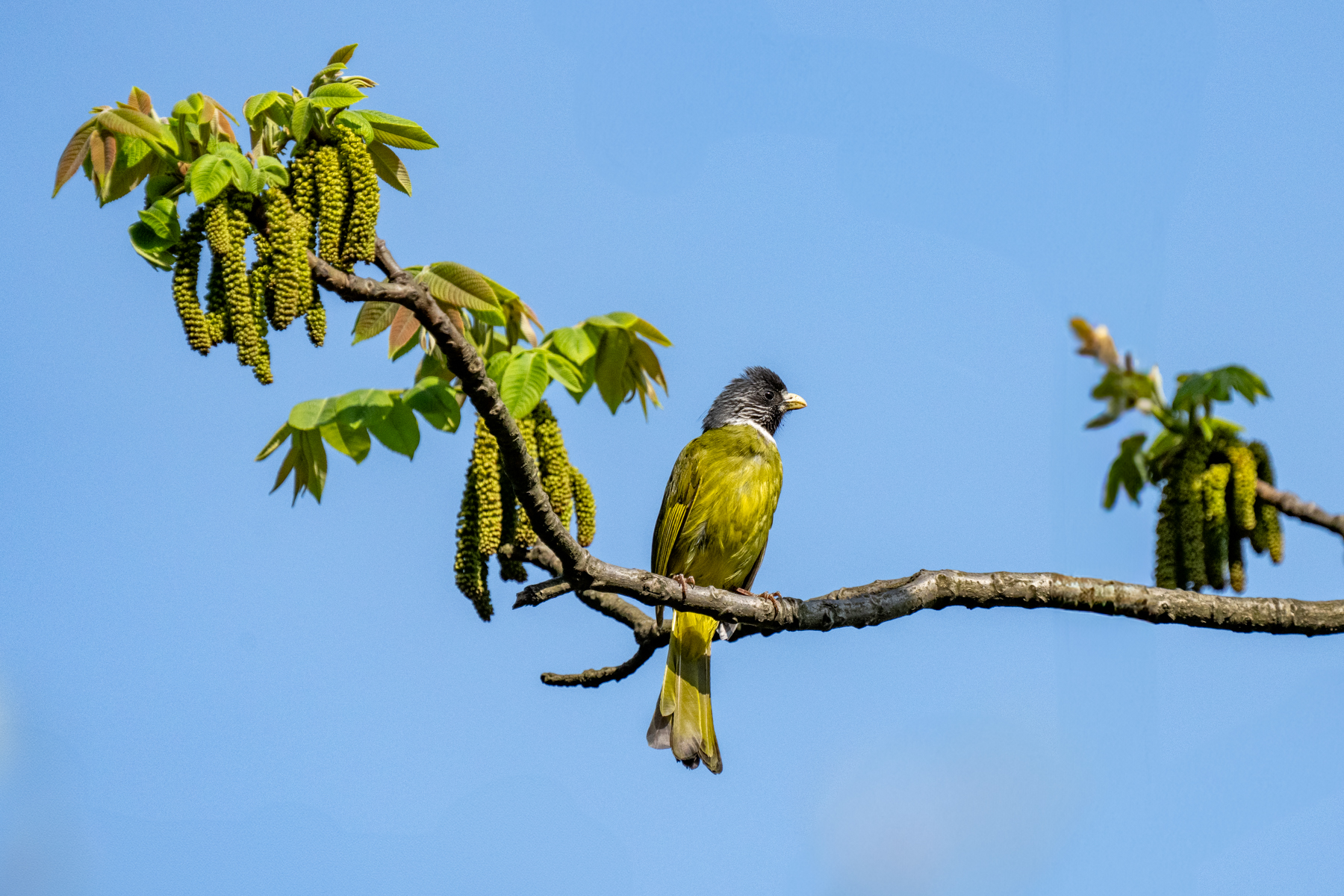 China Wildlife - pheasants - pandas -monkeys - Birdquest