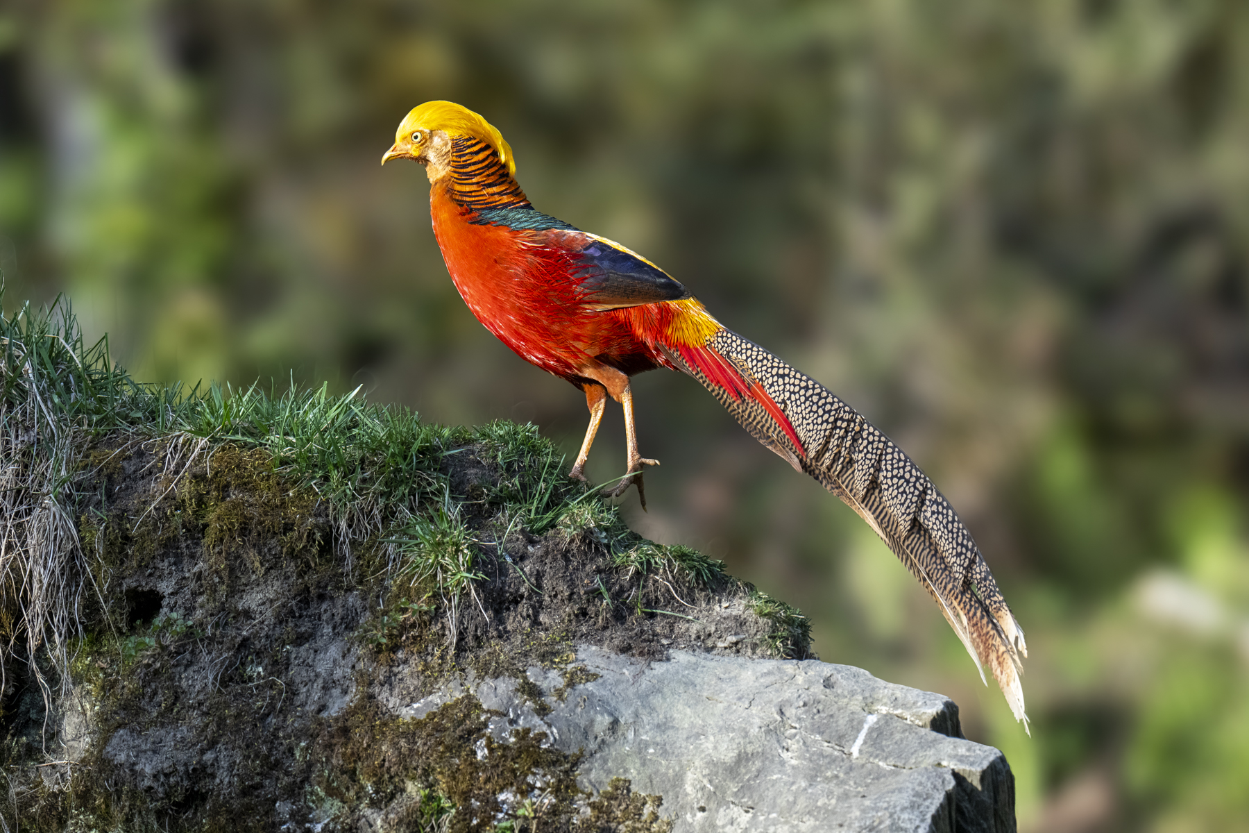 China Wildlife - pheasants - pandas -monkeys - Birdquest