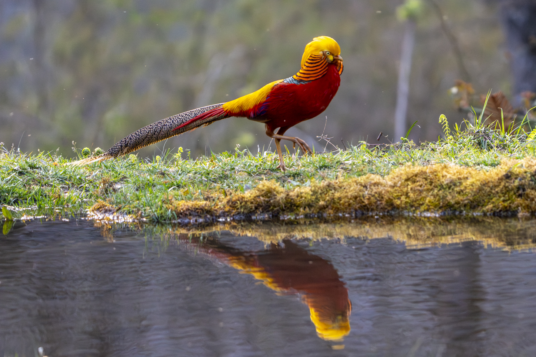 China Wildlife - pheasants - pandas -monkeys - Birdquest