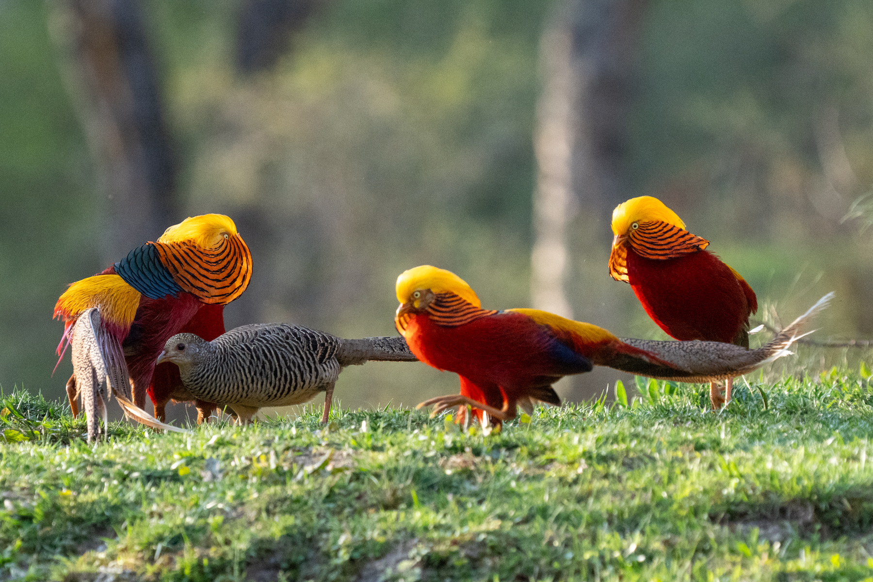 China Wildlife - pheasants - pandas -monkeys - Birdquest