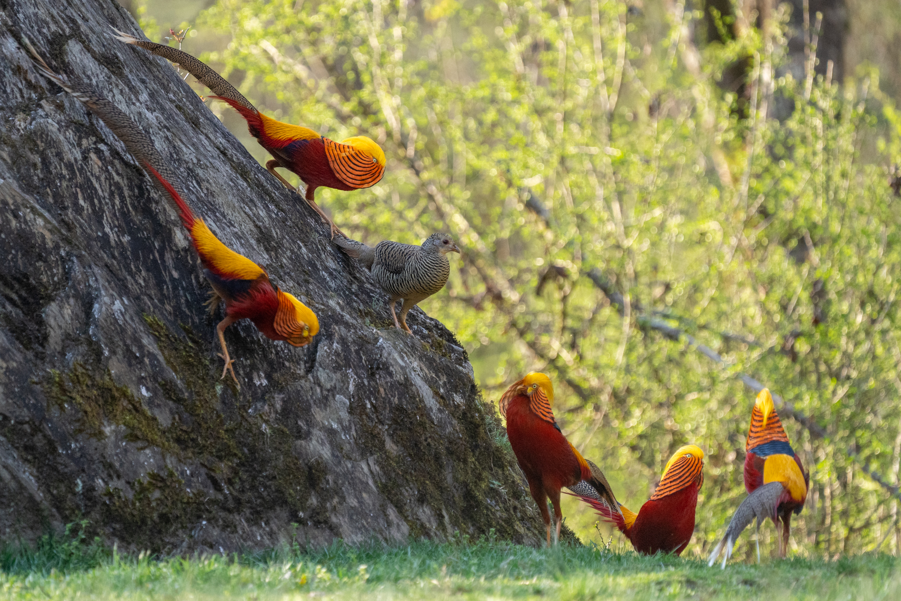 China Wildlife - pheasants - pandas -monkeys - Birdquest