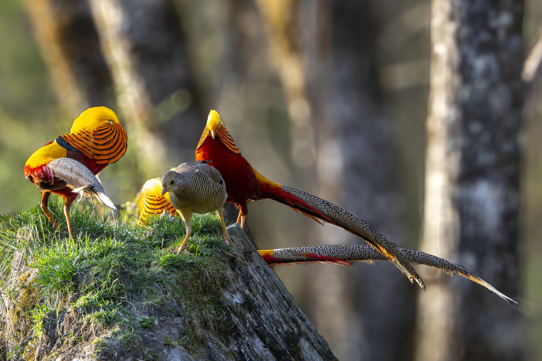 China Wildlife - pheasants - pandas -monkeys - Birdquest