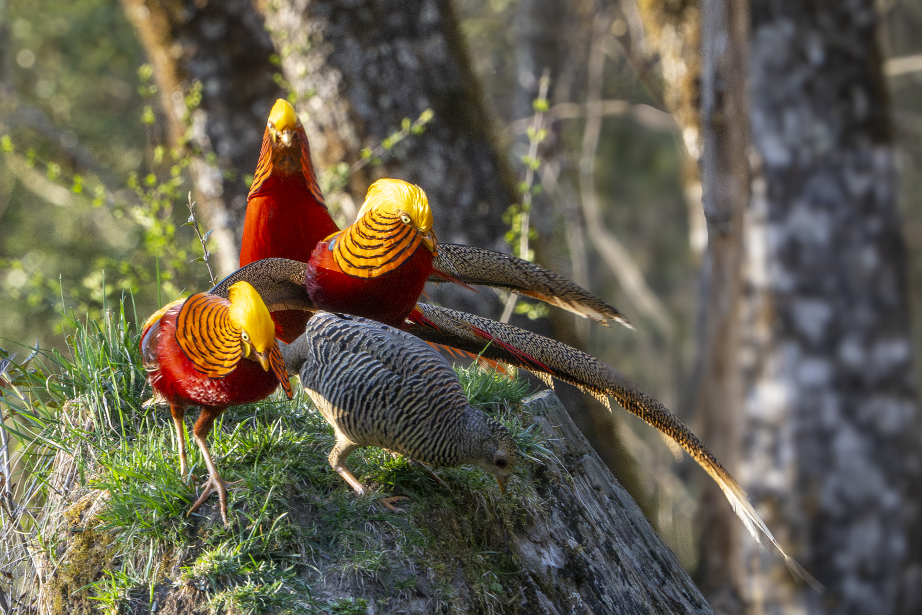 China Wildlife - pheasants - pandas -monkeys - Birdquest