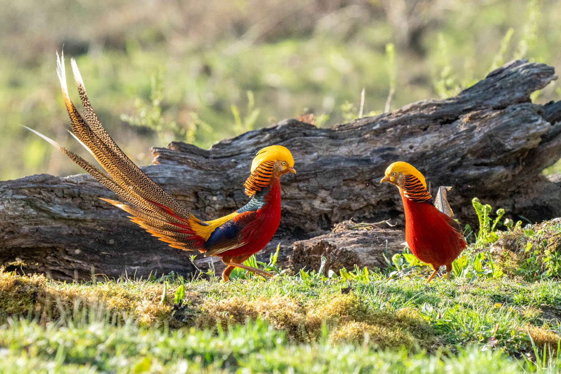 China Wildlife - pheasants - pandas -monkeys - Birdquest