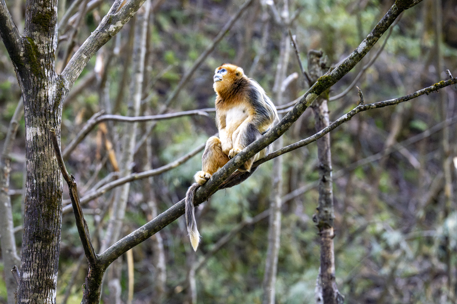 China Wildlife - pheasants - pandas -monkeys - Birdquest
