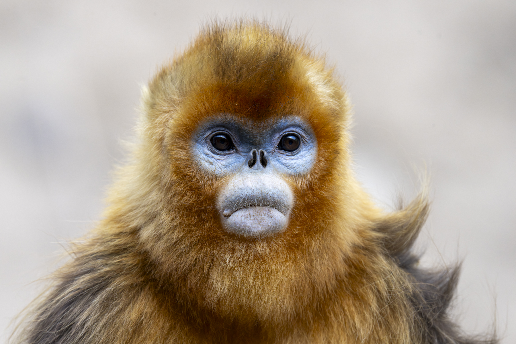 China Wildlife - pheasants - pandas -monkeys - Birdquest