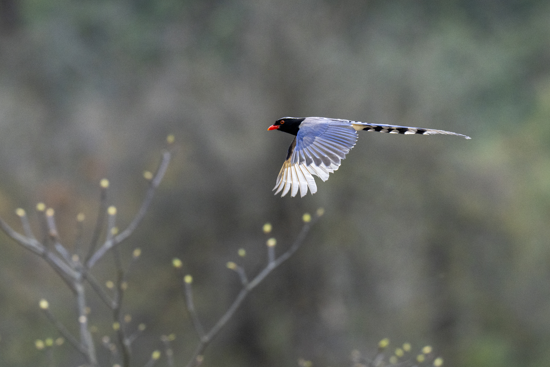 China Wildlife - pheasants - pandas -monkeys - Birdquest