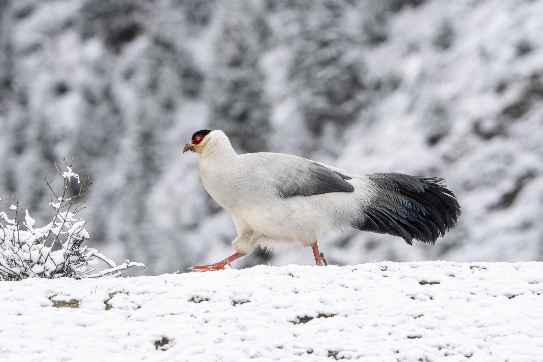 China Wildlife - pheasants - pandas -monkeys - Birdquest