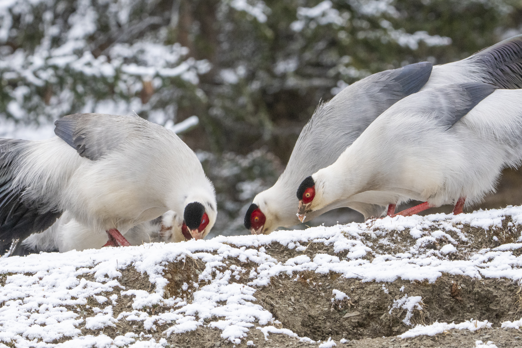 China Wildlife - pheasants - pandas -monkeys - Birdquest