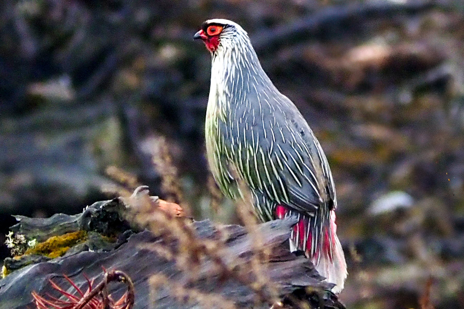 BHUTAN TOUR REPORT 2025 - BIRDQUEST