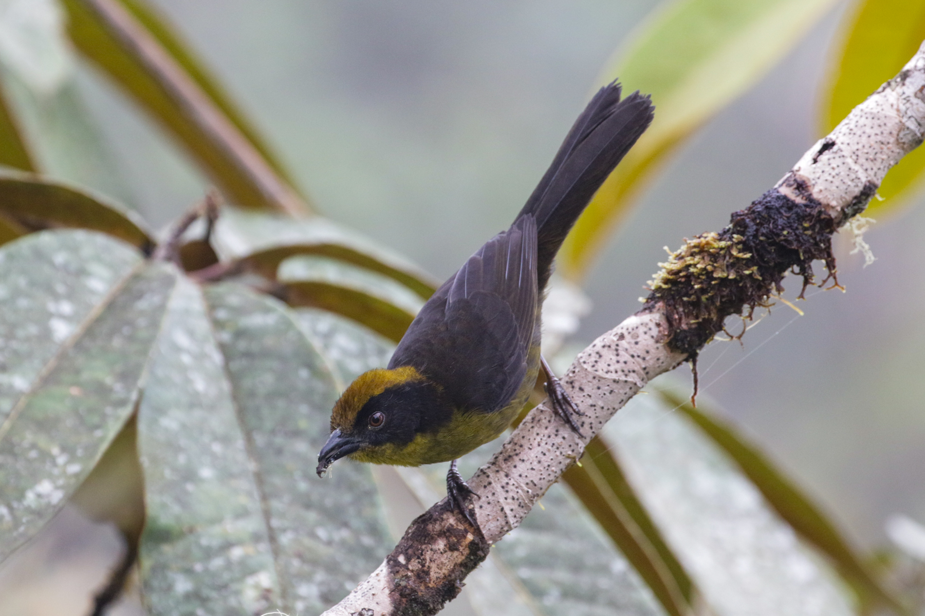 CLASSIC COLOMBIA TOUR REPORT 2025 - BIRDQUEST