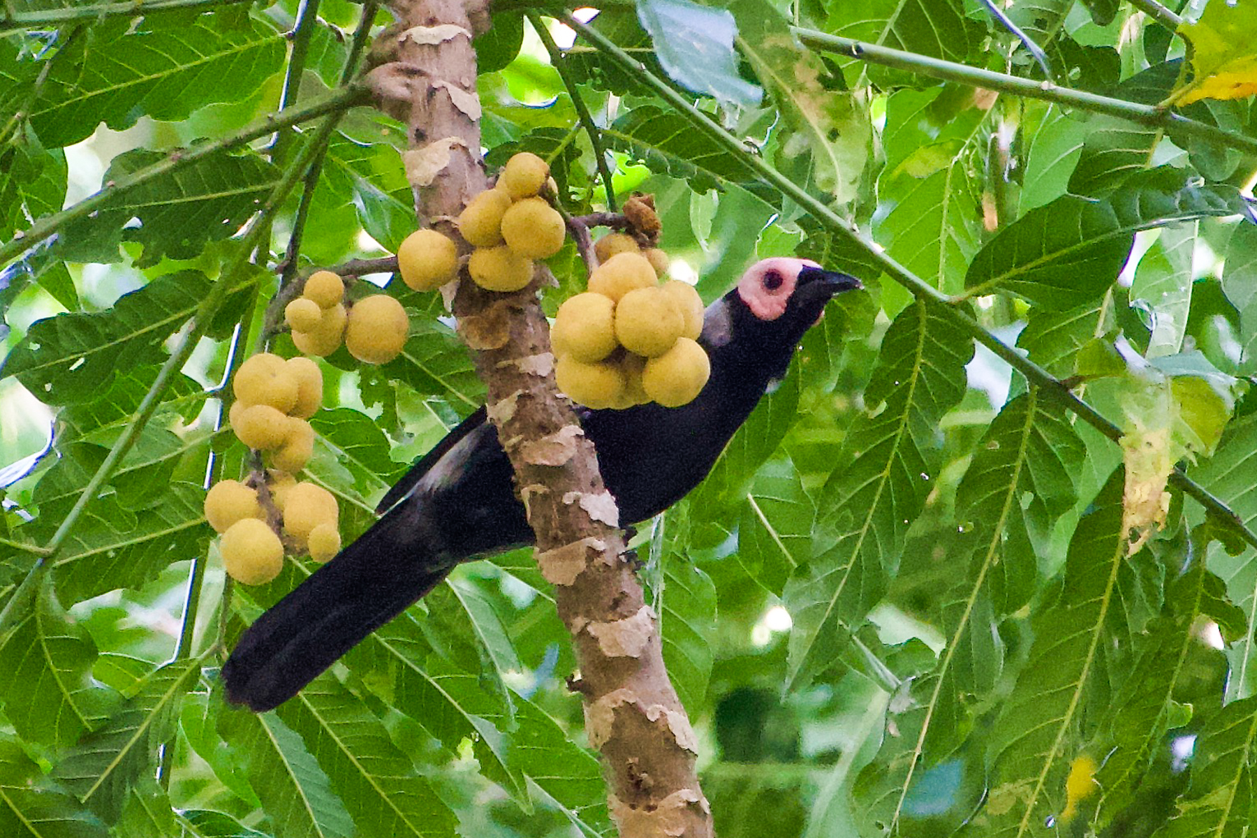 PHILIPPINES OFF-THE-BEATEN-TRACK TOUR REPORT 2025 - BIRDQUEST