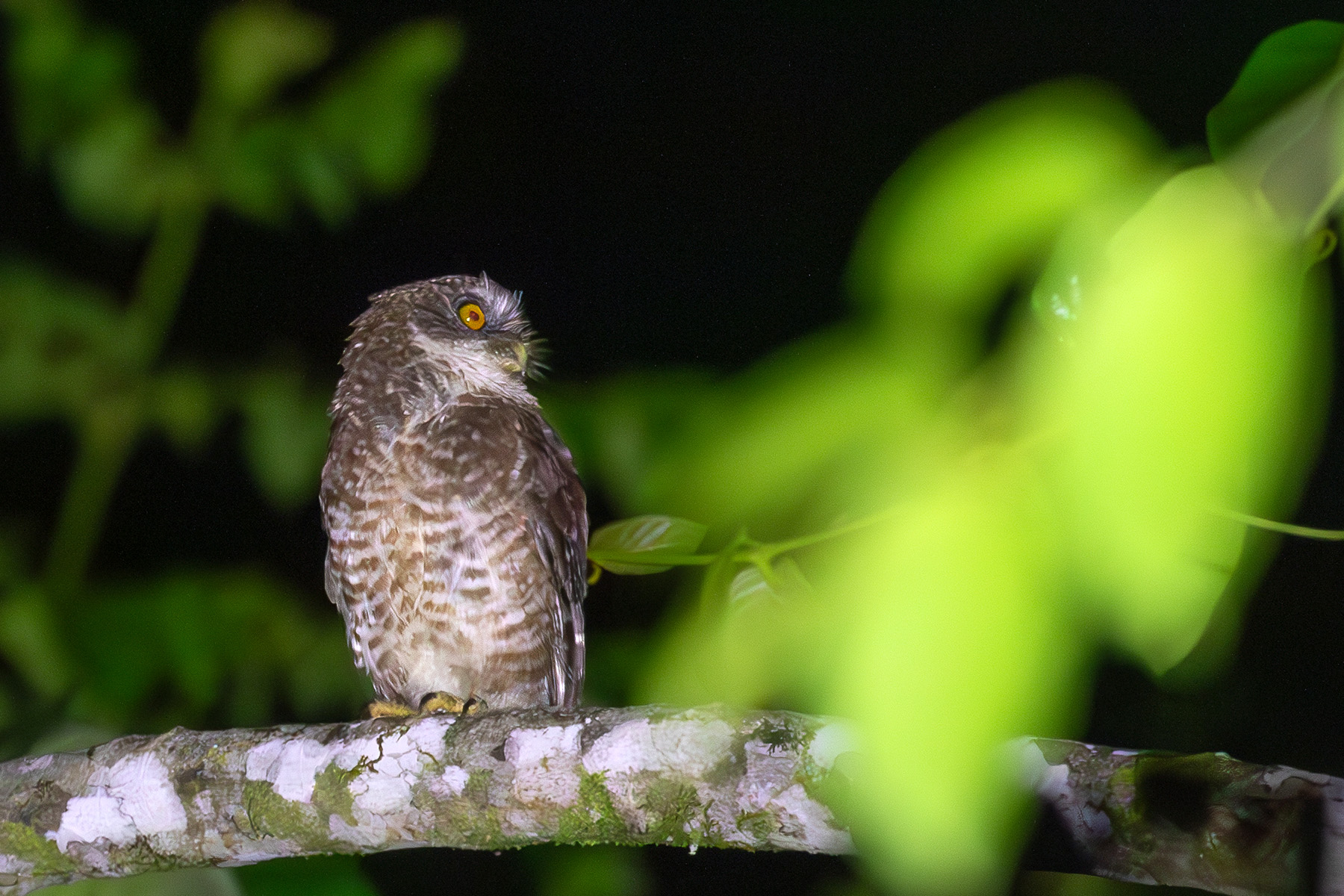 Solomon Islands Birding Tours - Birdwatching Tours - Birdquest