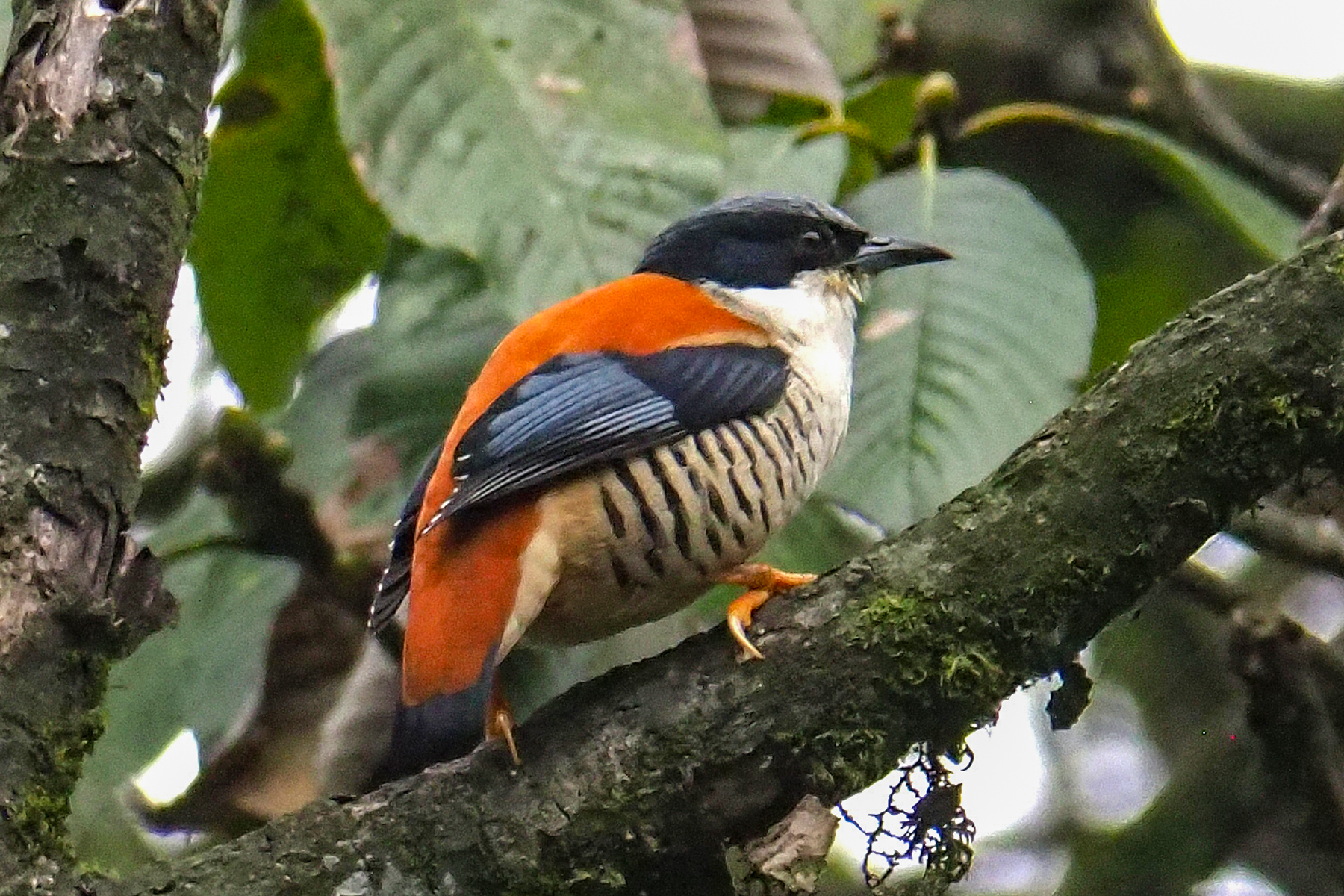 Bhutan Birding Tours - Bhutan Birdwatching Tours - Birdquest