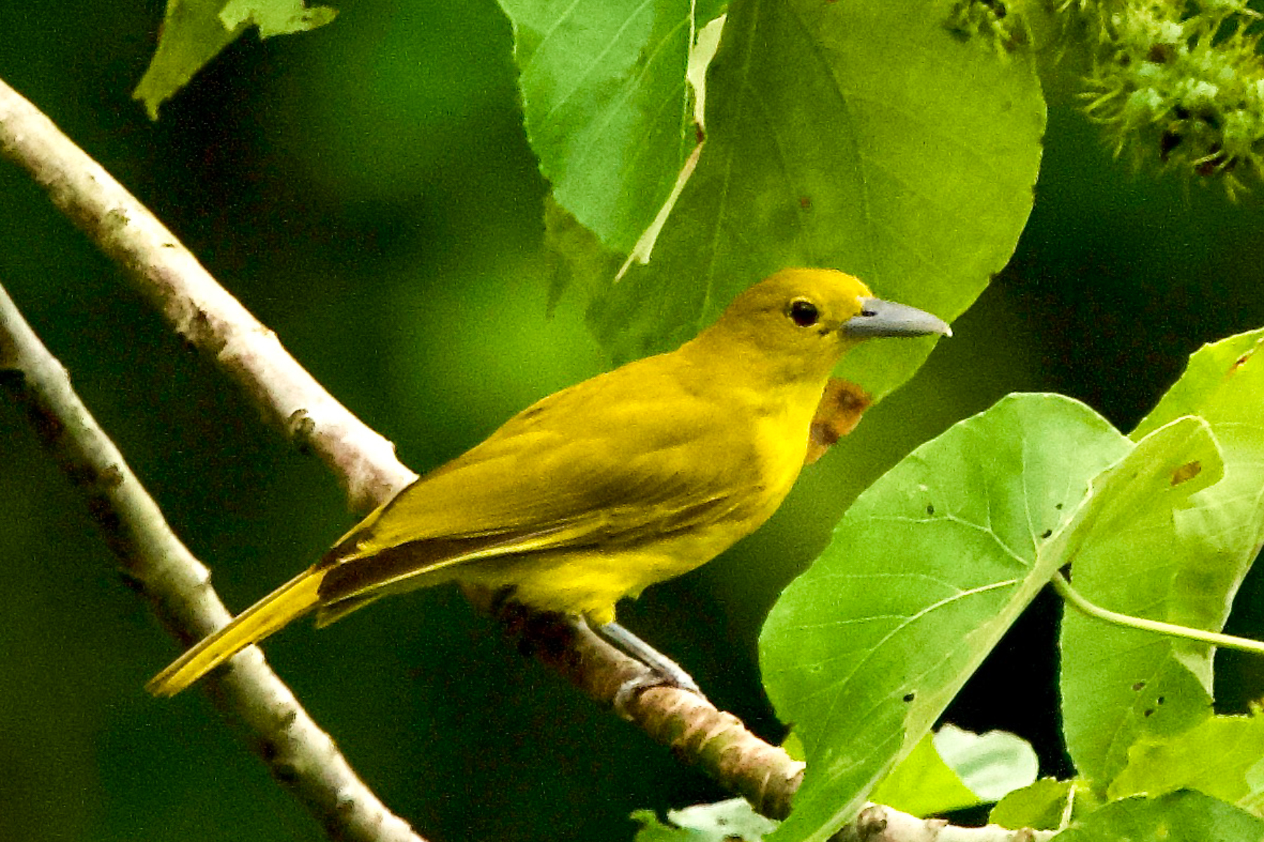 PHILIPPINES WITH A DIFFERENCE TOUR REPORT 2025 - BIRDQUEST