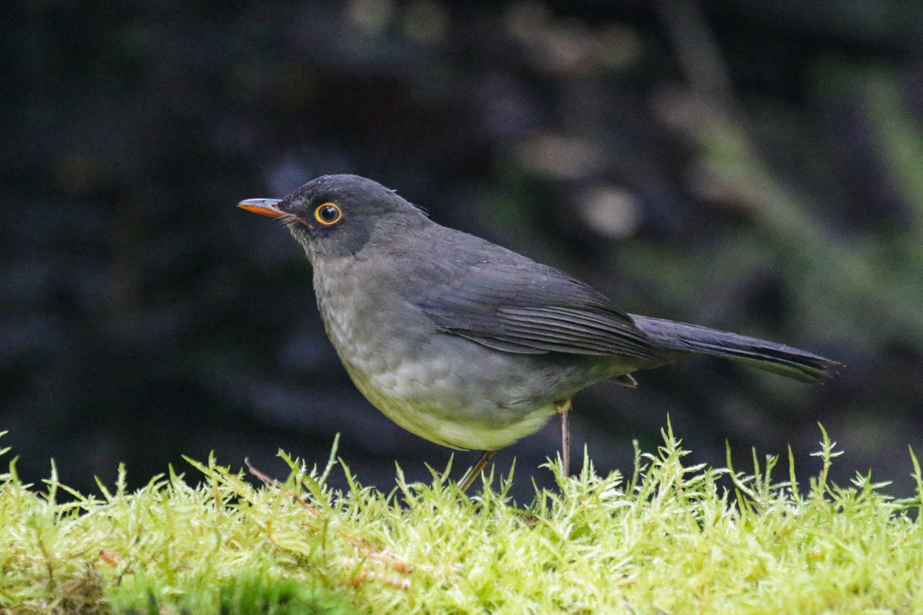 CLASSIC COLOMBIA TOUR REPORT 2025 - BIRDQUEST