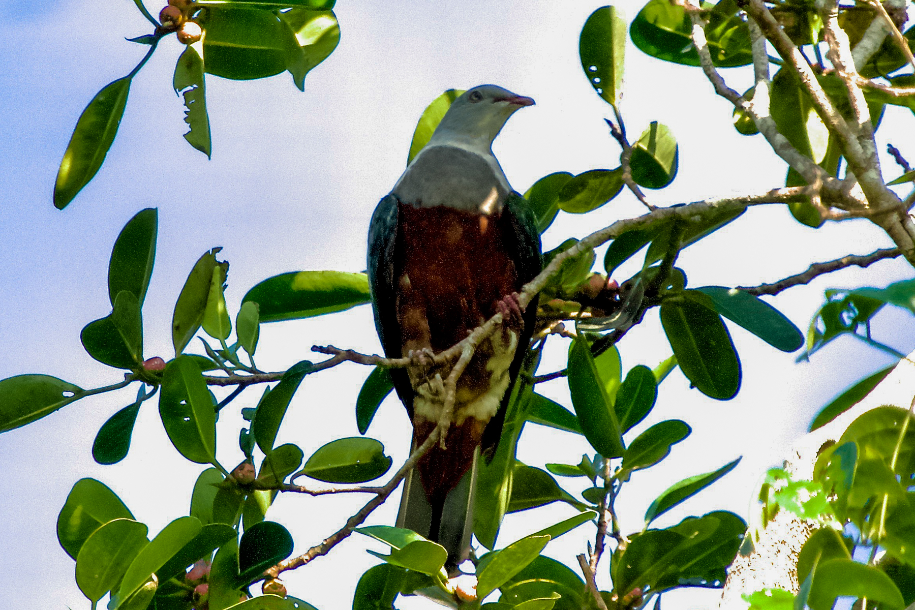 PHILIPPINES OFF-THE-BEATEN-TRACK TOUR REPORT 2025 - BIRDQUEST