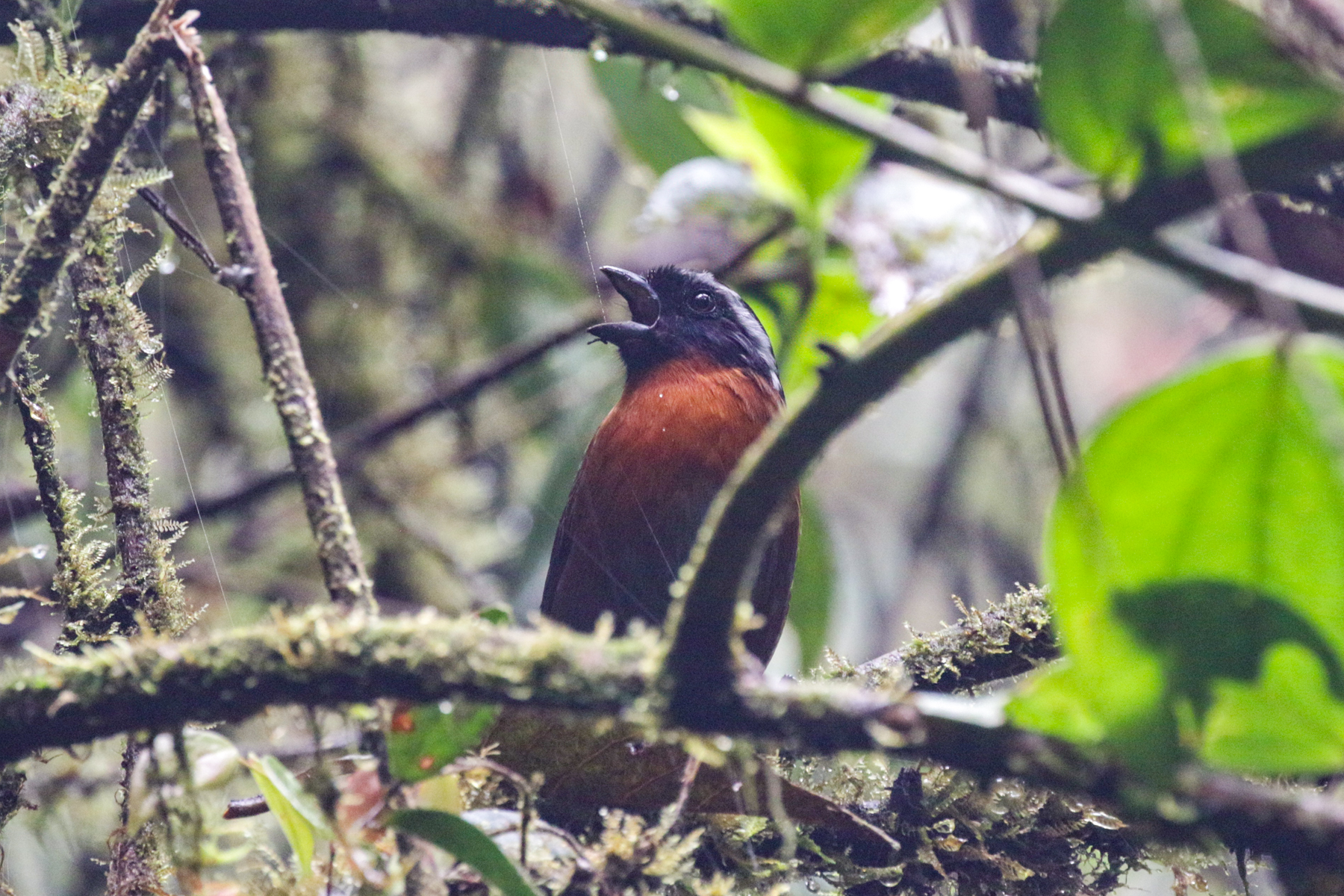 CLASSIC COLOMBIA TOUR REPORT 2025 - BIRDQUEST