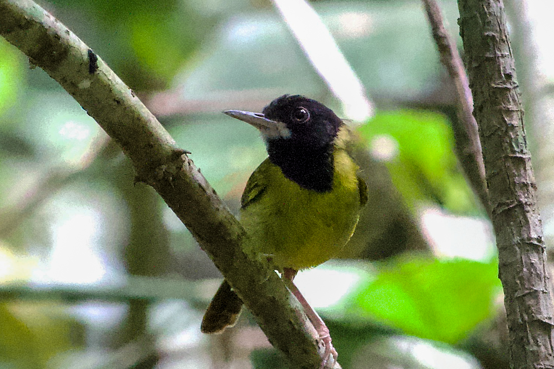 PHILIPPINES OFF-THE-BEATEN-TRACK TOUR REPORT 2025 - BIRDQUEST