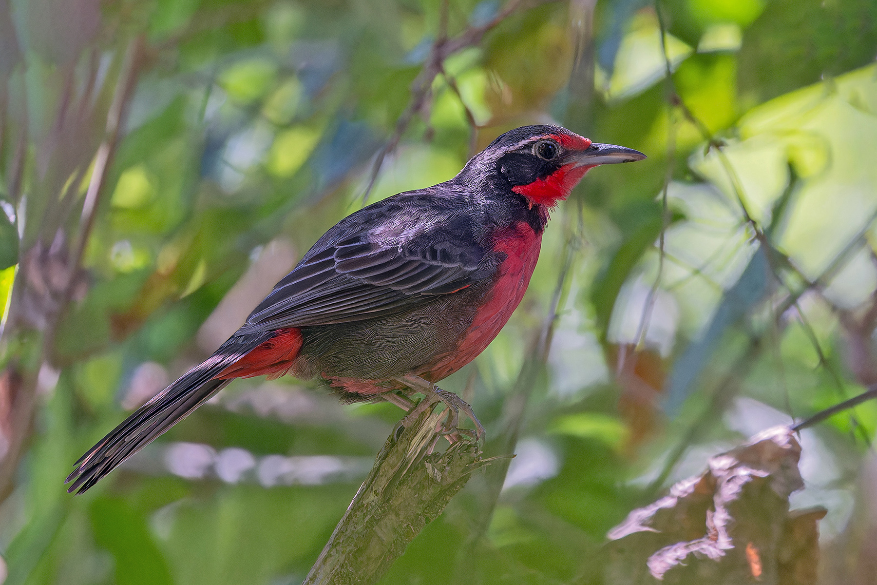 WESTERN MEXICO TOUR REPORT 2025 - BIRDQUEST