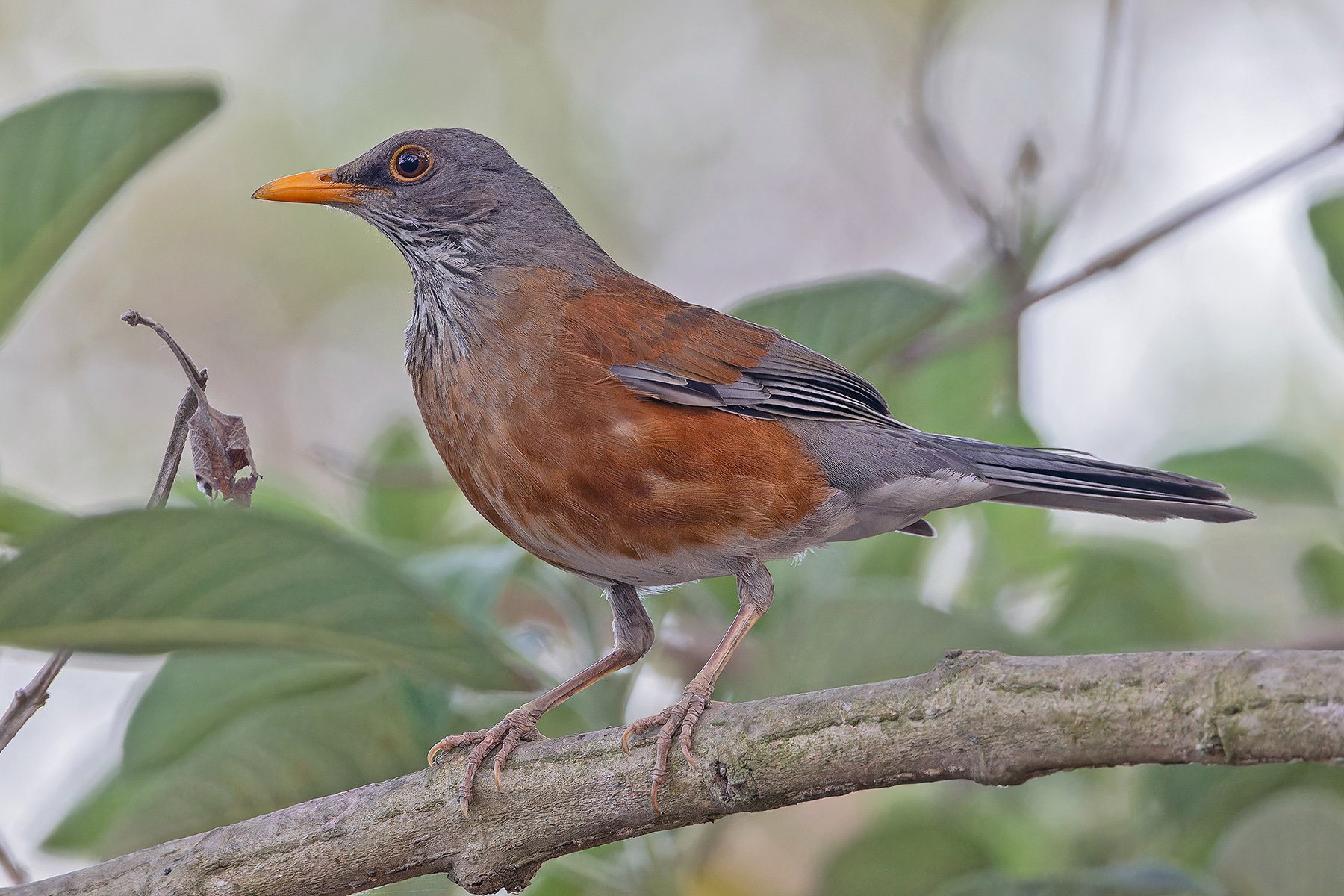 WESTERN MEXICO TOUR REPORT 2025 - BIRDQUEST