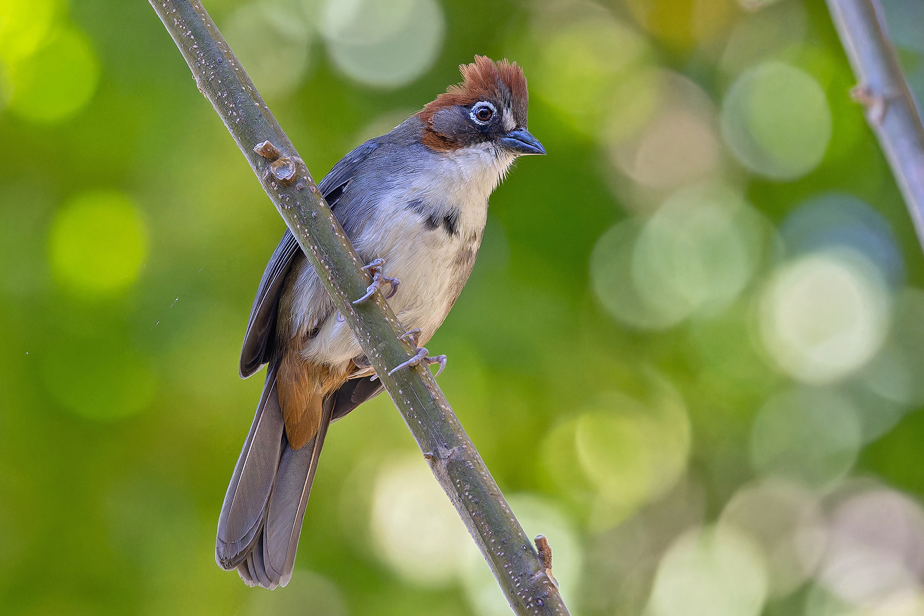 WESTERN MEXICO TOUR REPORT 2025 - BIRDQUEST