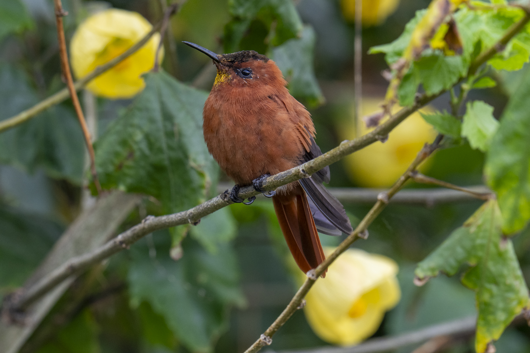 JUAN FERNÁNDEZ EXPEDITION REPORT 2024 - BIRDQUEST
