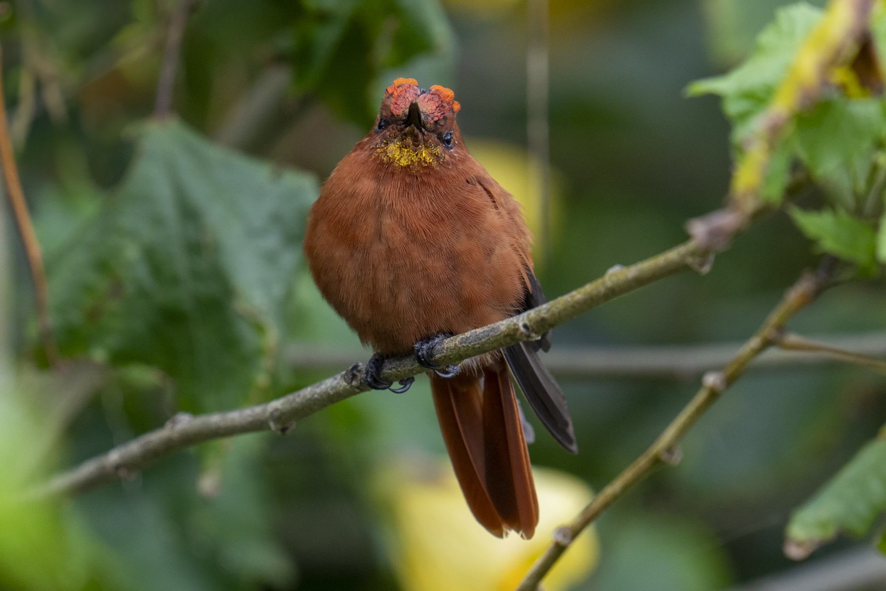 JUAN FERNÁNDEZ EXPEDITION REPORT 2024 - BIRDQUEST