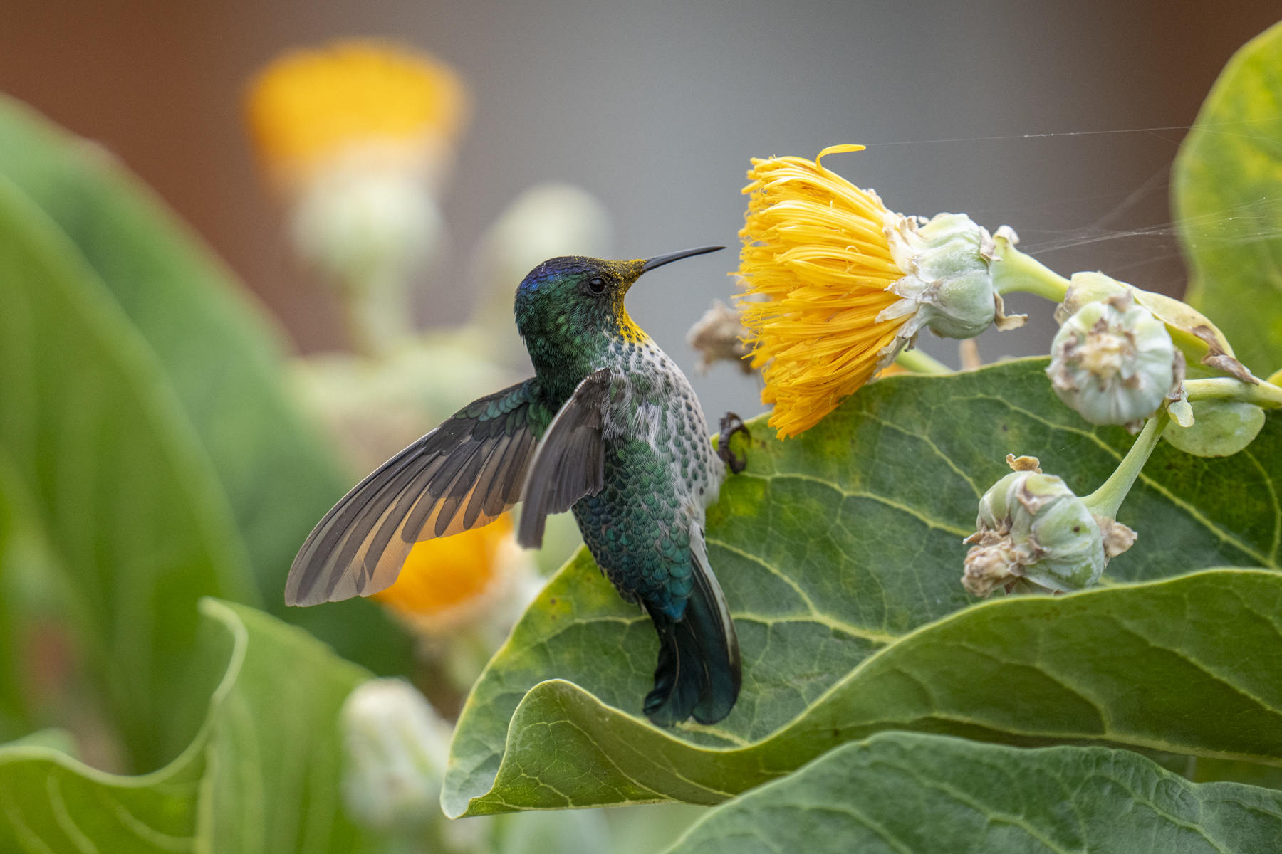 JUAN FERNÁNDEZ EXPEDITION REPORT 2024 - BIRDQUEST