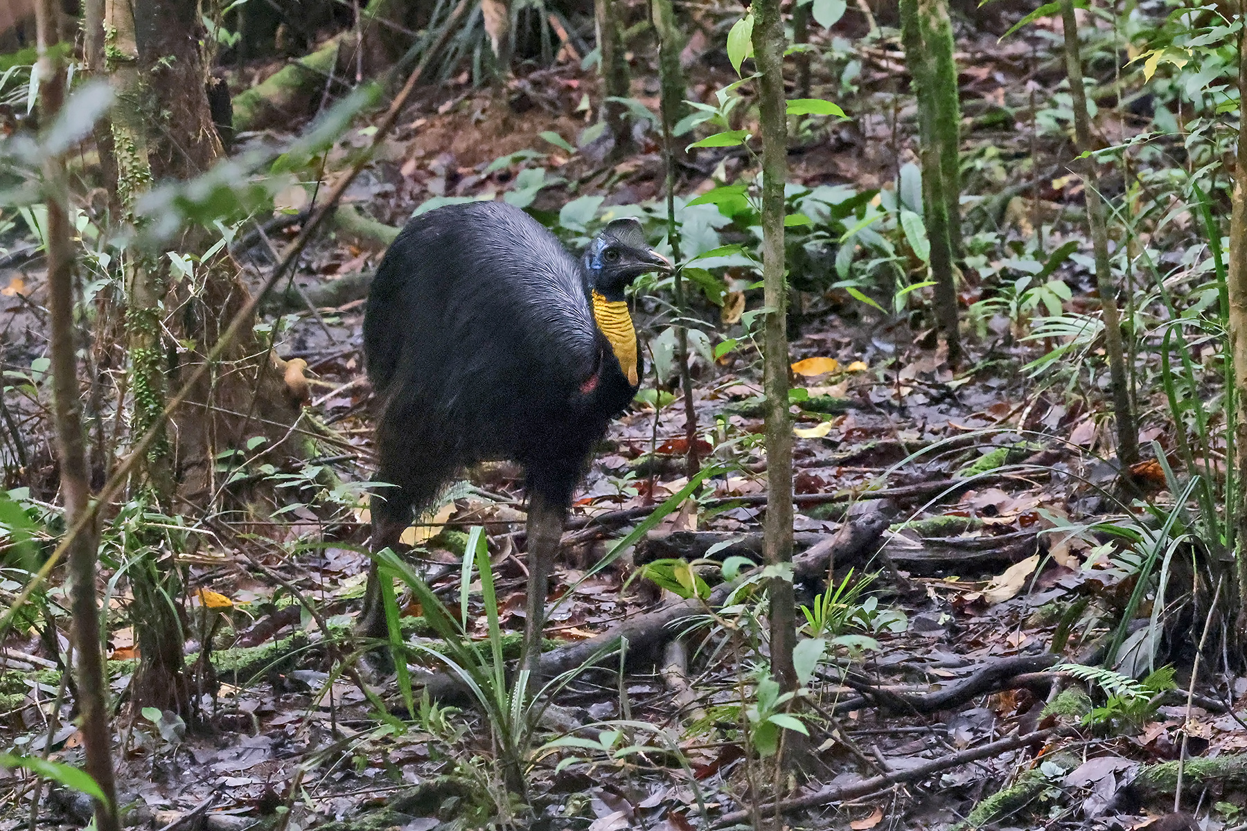 West Papua Birding Tours, Indonesia - Birdwatching - Birdquest