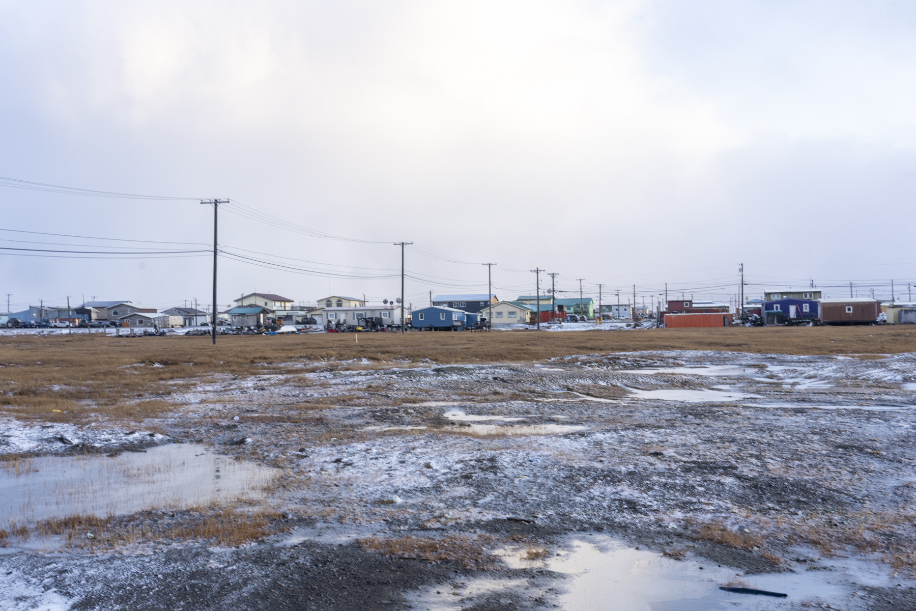 Barrow (Utqiagvik) - Alaska - Ross's Gull - Polar Bear - Birdquest