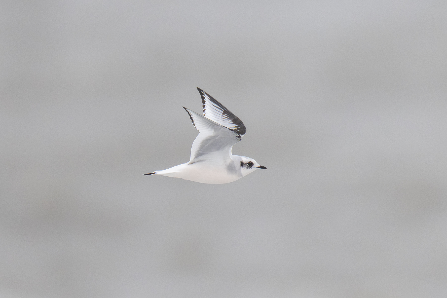Barrow (Utqiagvik) - Alaska - Ross's Gull - Polar Bear - Birdquest