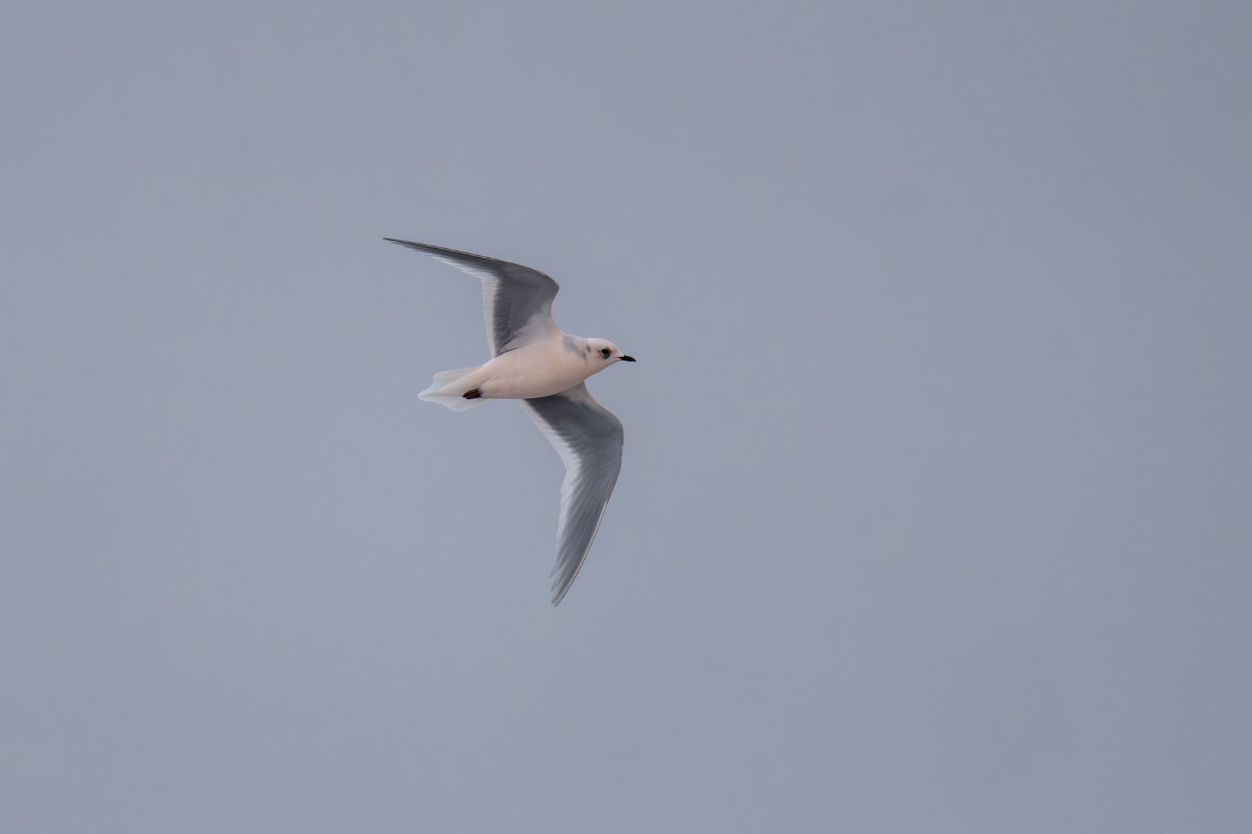Barrow (Utqiagvik) - Alaska - Ross's Gull - Polar Bear - Birdquest