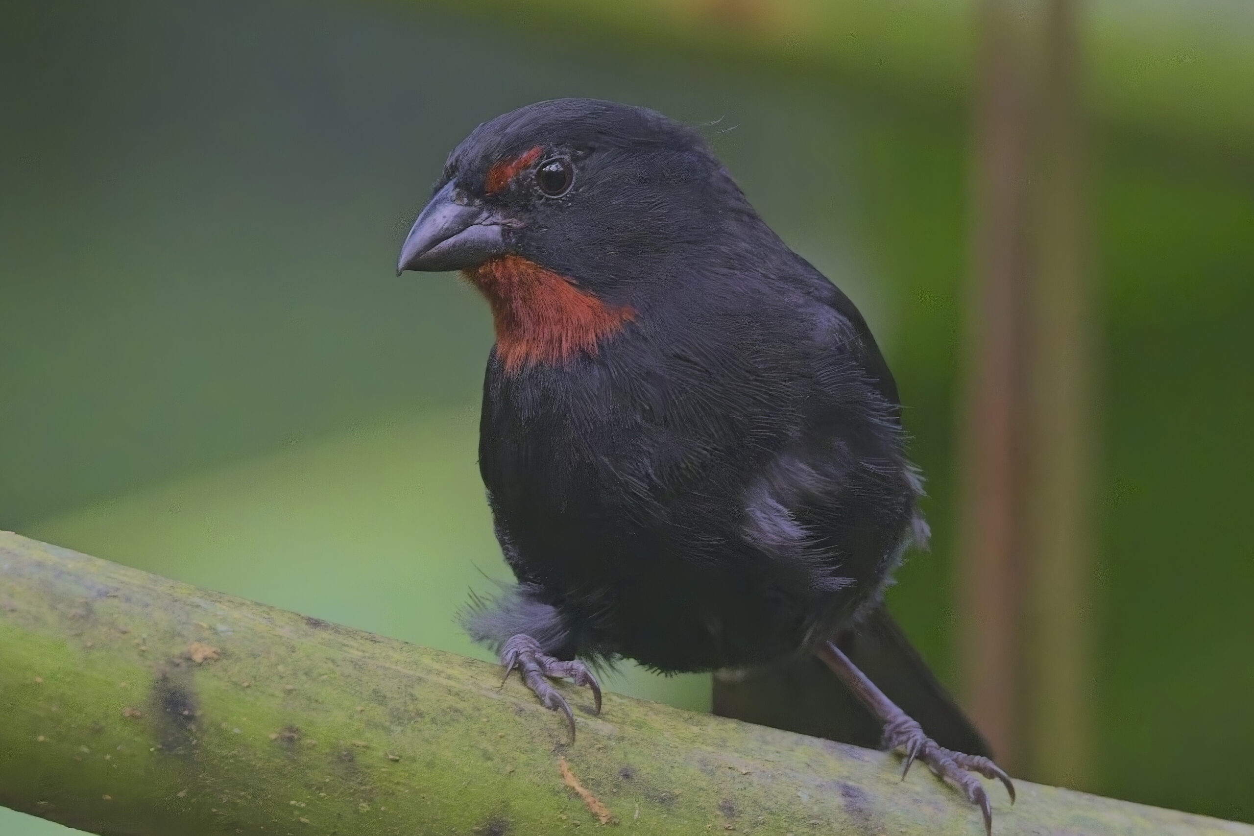 Lesser Antilles Birding Tours - Trinidad Birding Tours - Birdquest