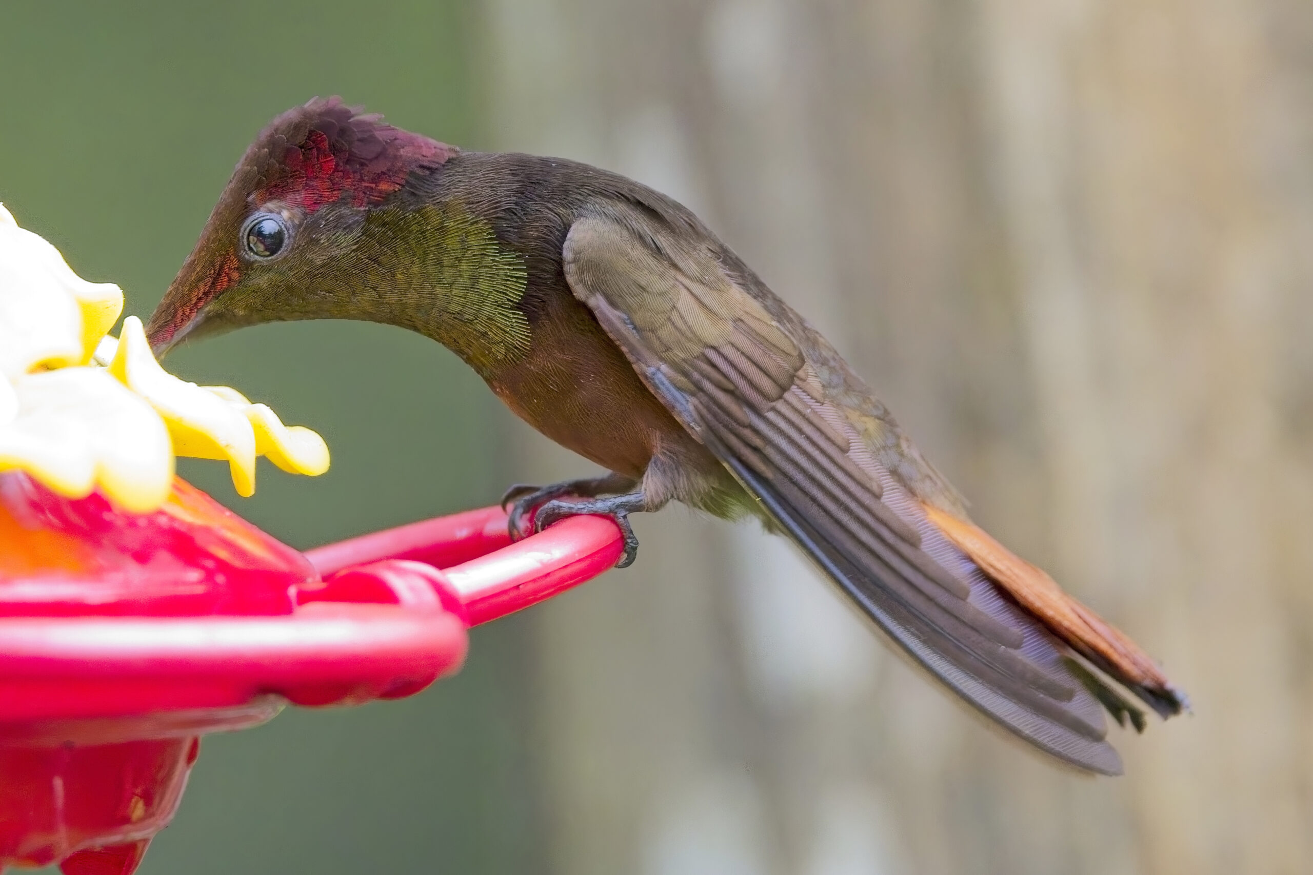LESSER ANTILLES & TRINIDAD TOUR REPORT 2025 - BIRDQUEST