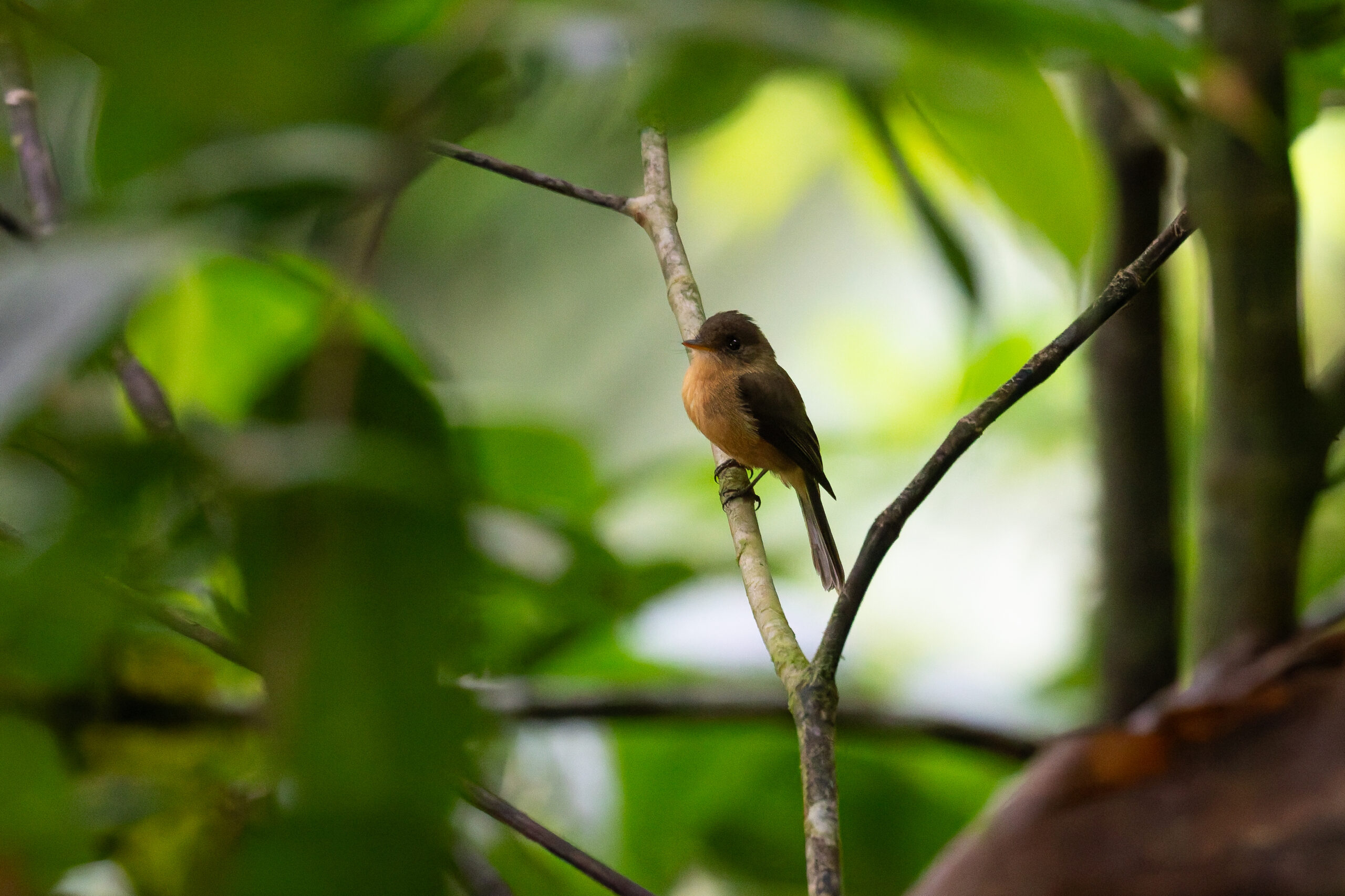 Lesser Antilles Birding Tours - Trinidad Birding Tours - Birdquest