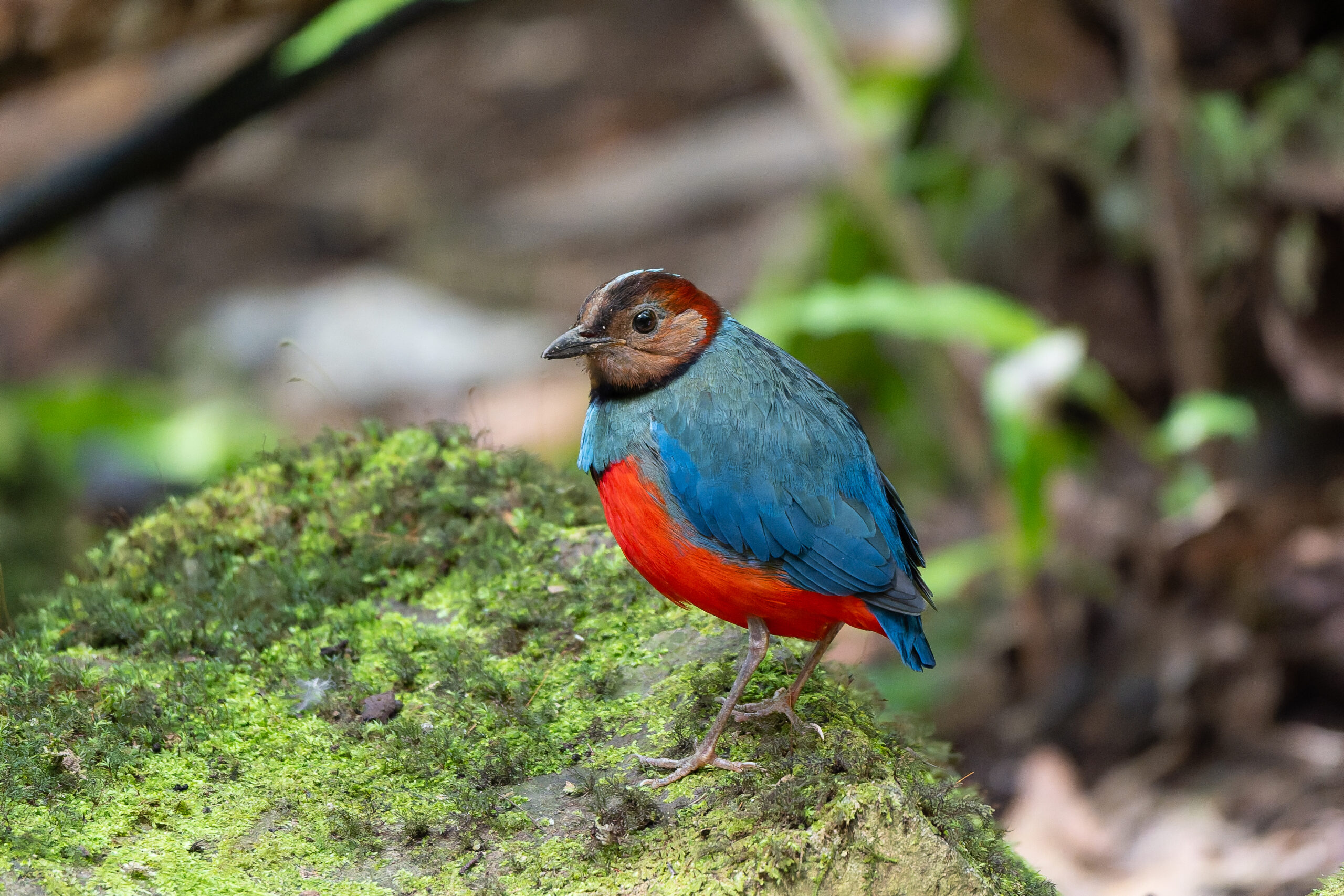 ISLANDS OF THE SULAWESI SEAS TOUR REPORT 2025 - BIRDQUEST