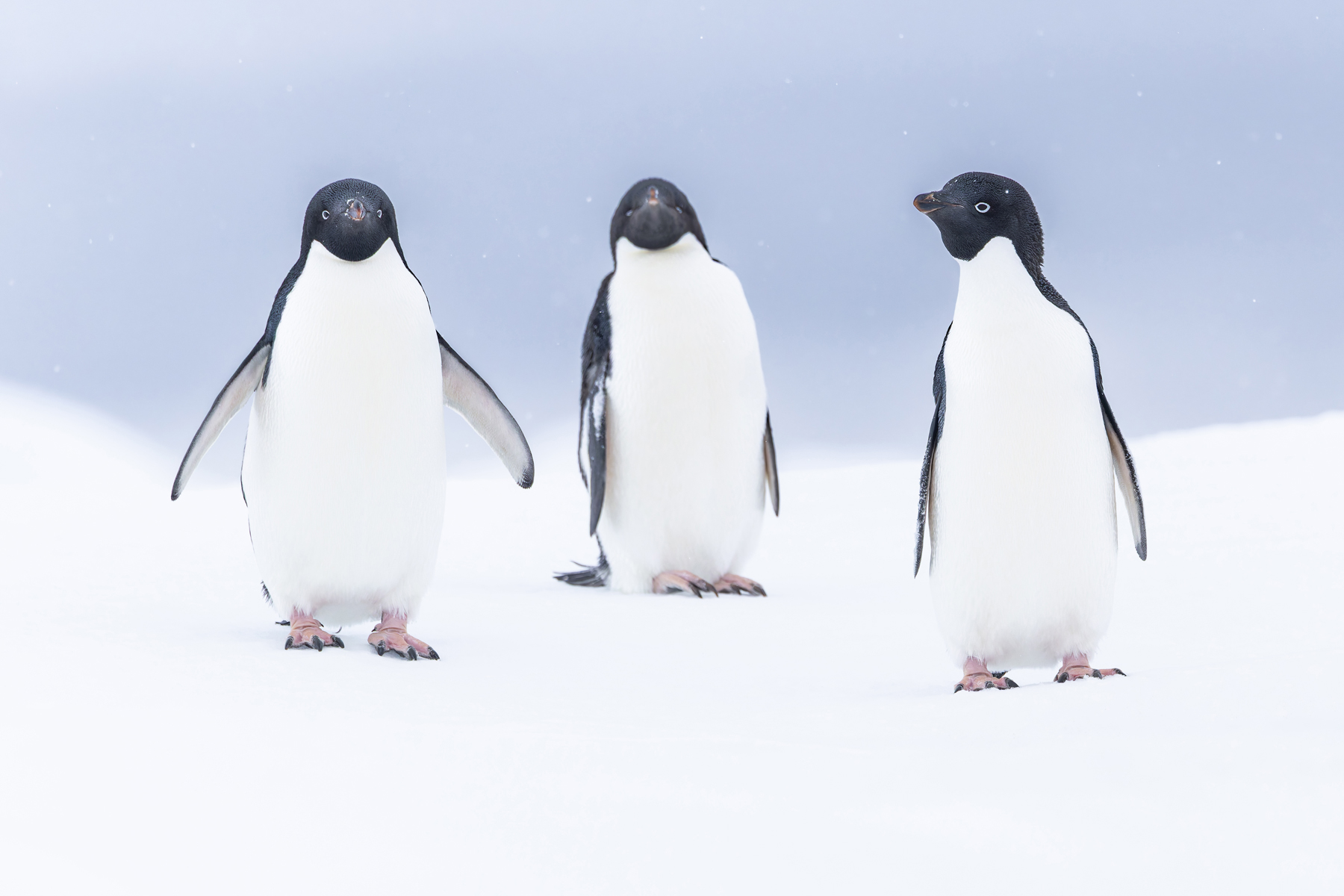 ANTARCTICA: IN SEARCH OF THE EMPEROR PENGUIN TOUR REPORT 2025 - BIRDQUEST